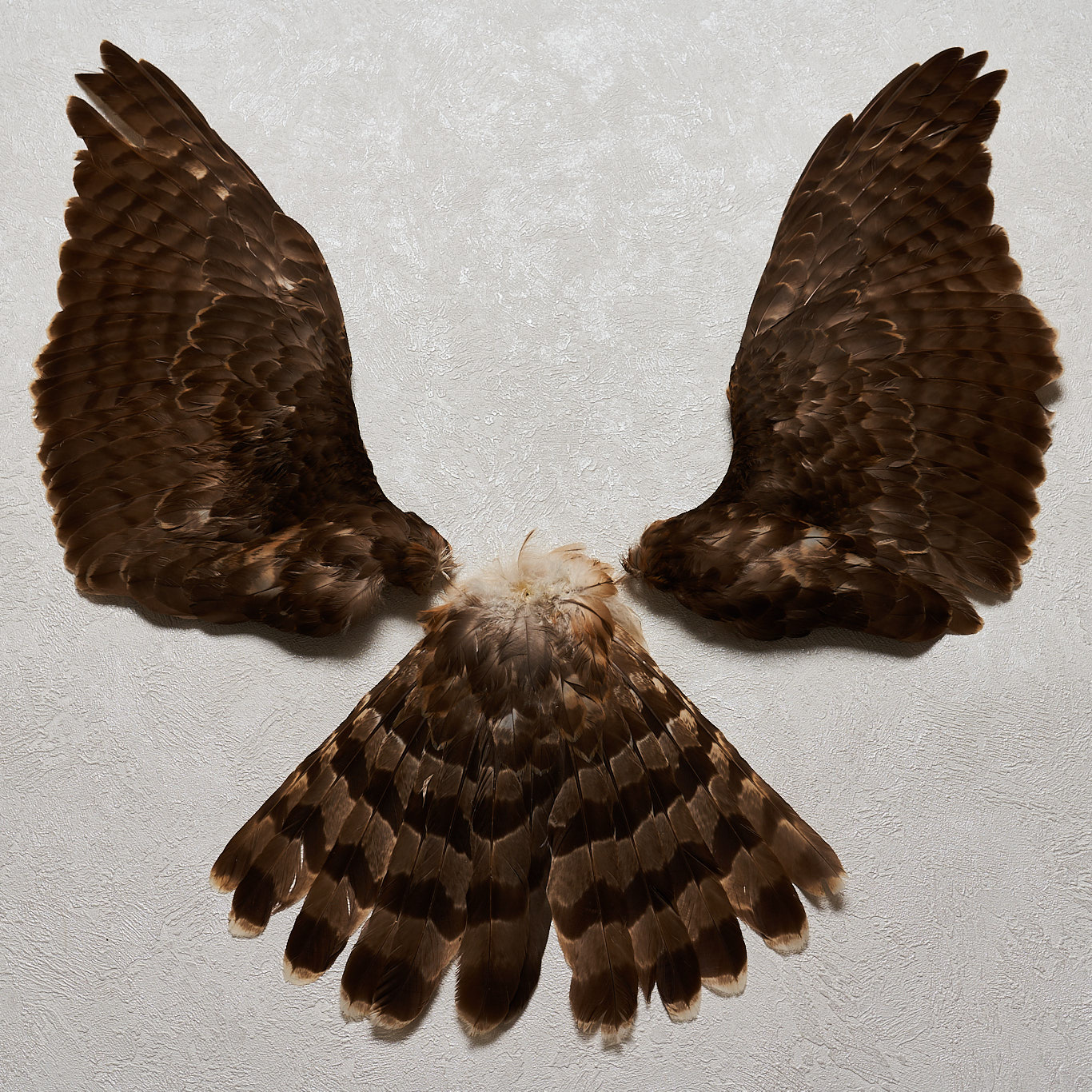 NORTHERN GOSHAWK TAXIDERMY BIRD WING PAIR WITH TAIL - HAWK TAXIDERMY ...