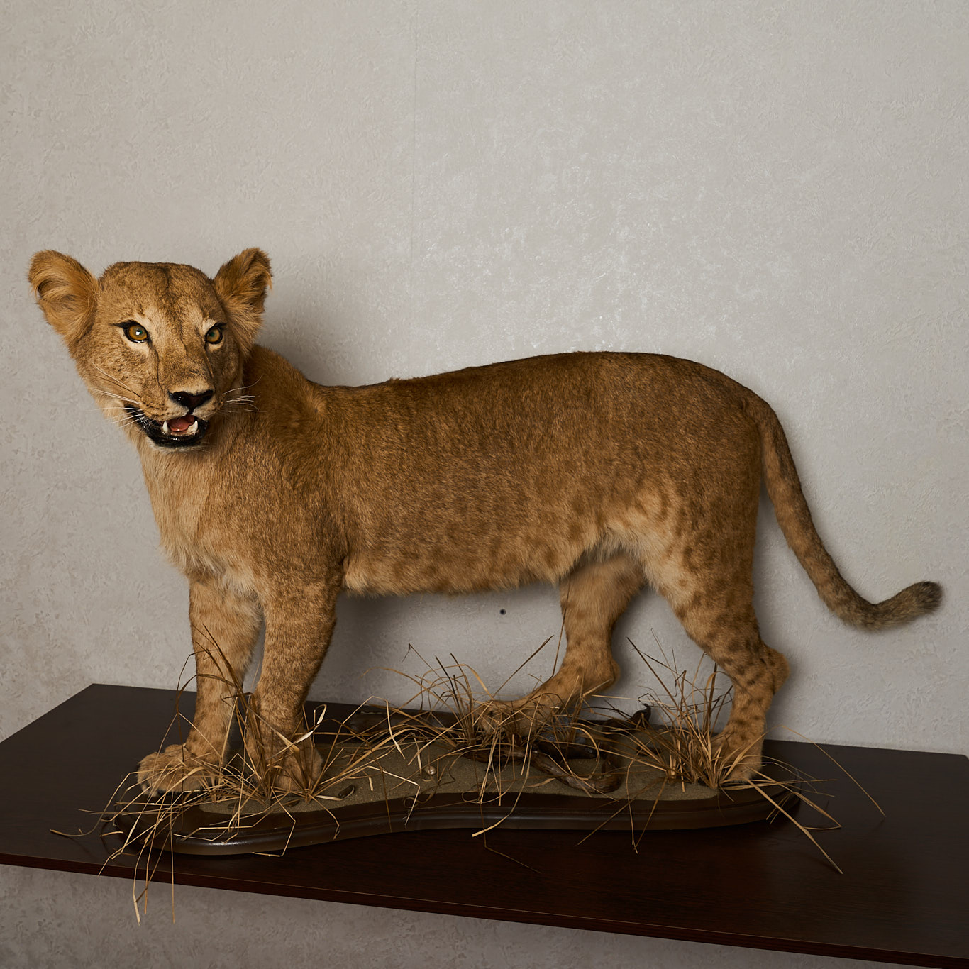 AFRICAN LION TAXIDERMY MOUNT - MOUNTED, STUFFED ANIMALS FOR SALE - REAL ...