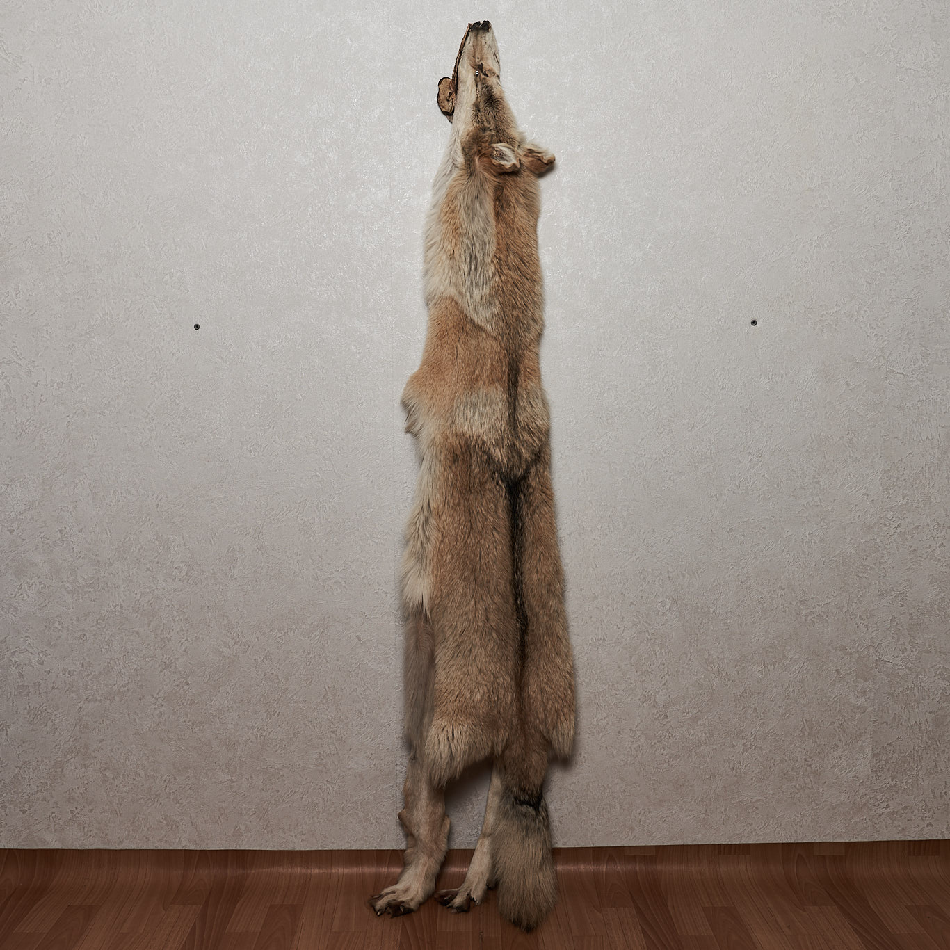 SIBERIAN GRAY WOLF TANNED FUR PELT - GREY WOLF SKIN, HIDE FOR SALE ...