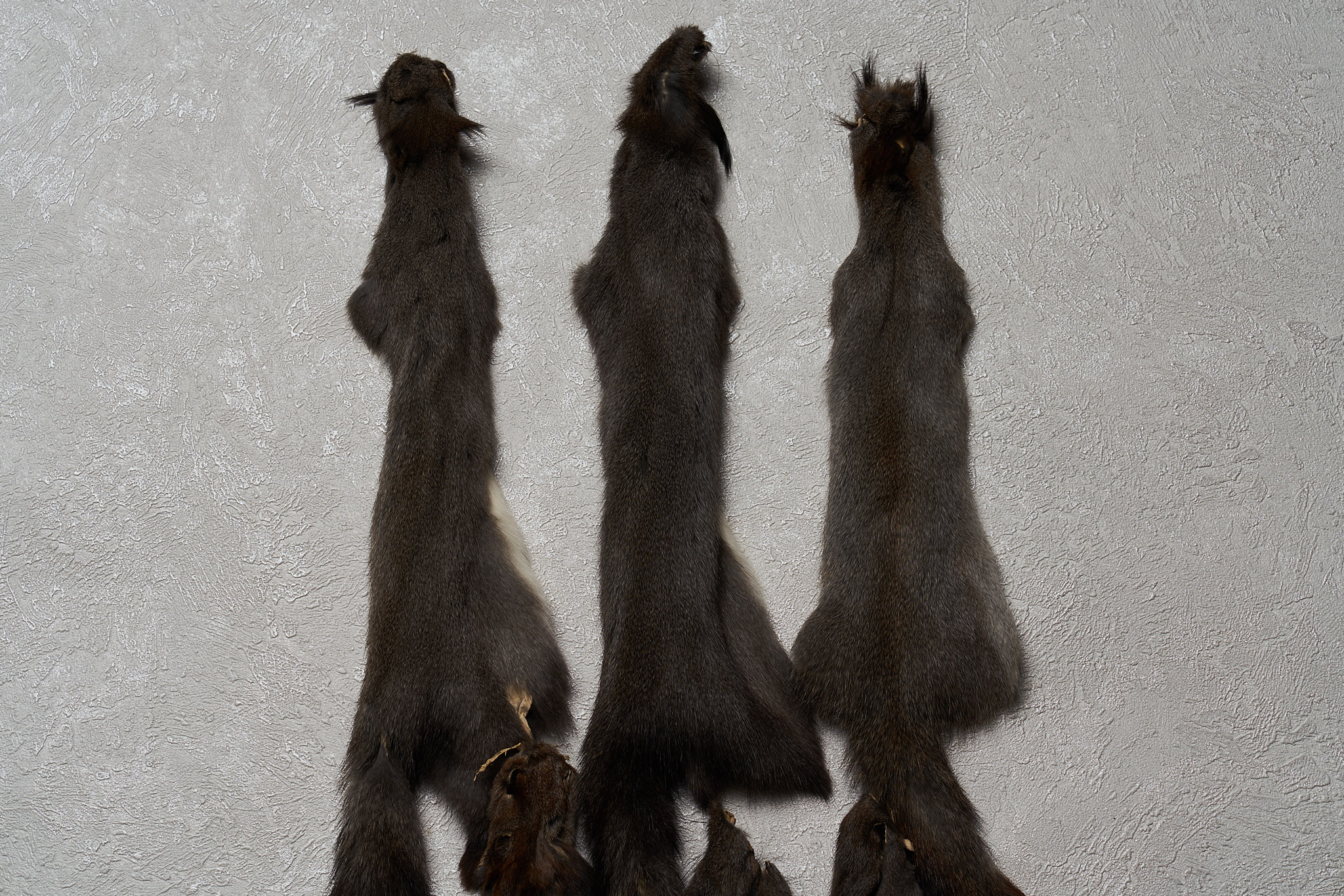 GRAY SQUIRREL LOT OF 6 TANNED FUR PELTS - GREY SQUIRREL SKIN, HIDE FOR ...