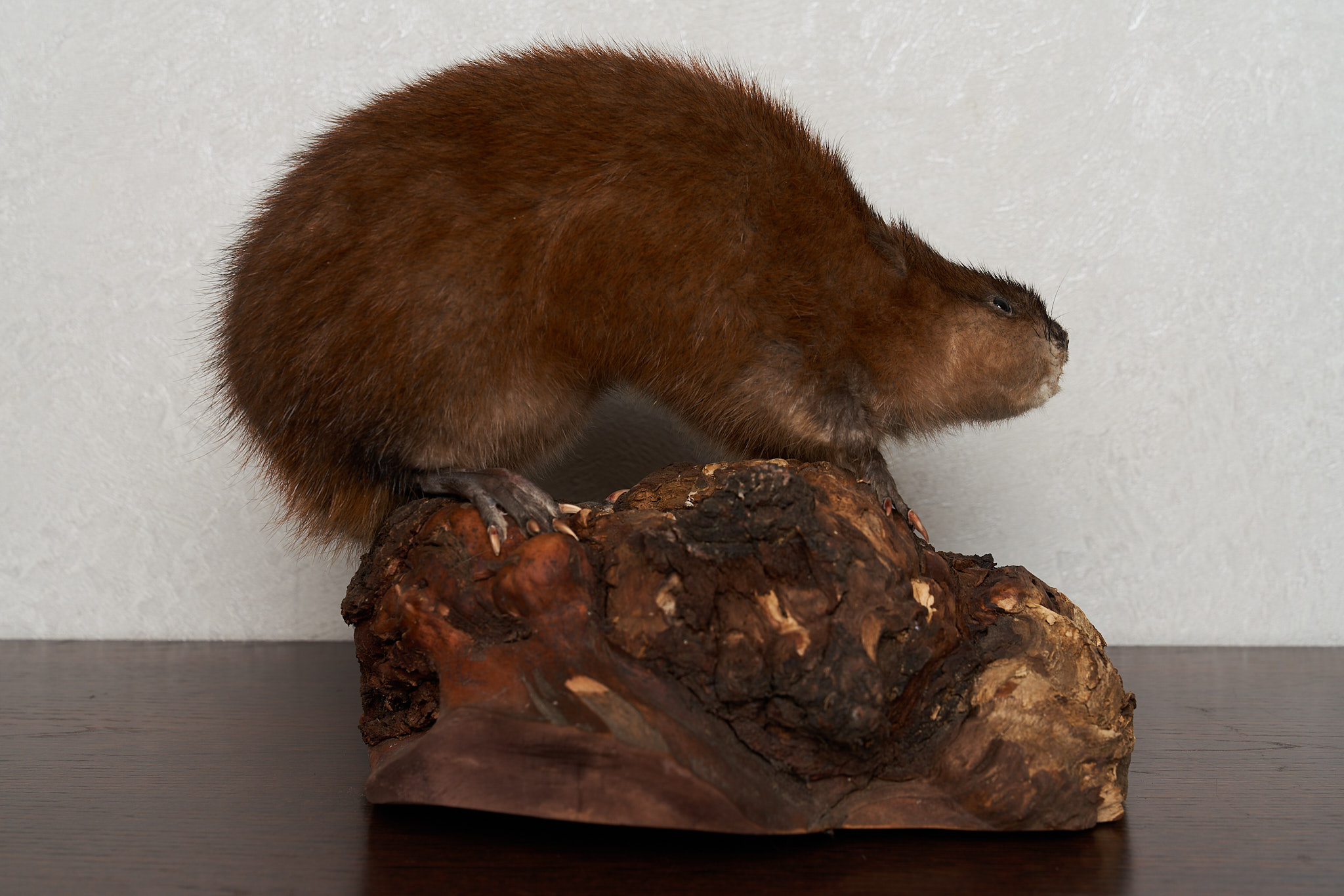 SMALL BEAVER TAXIDERMY MOUNT - MOUNTED, STUFFED ANIMALS FOR SALE - REAL ...
