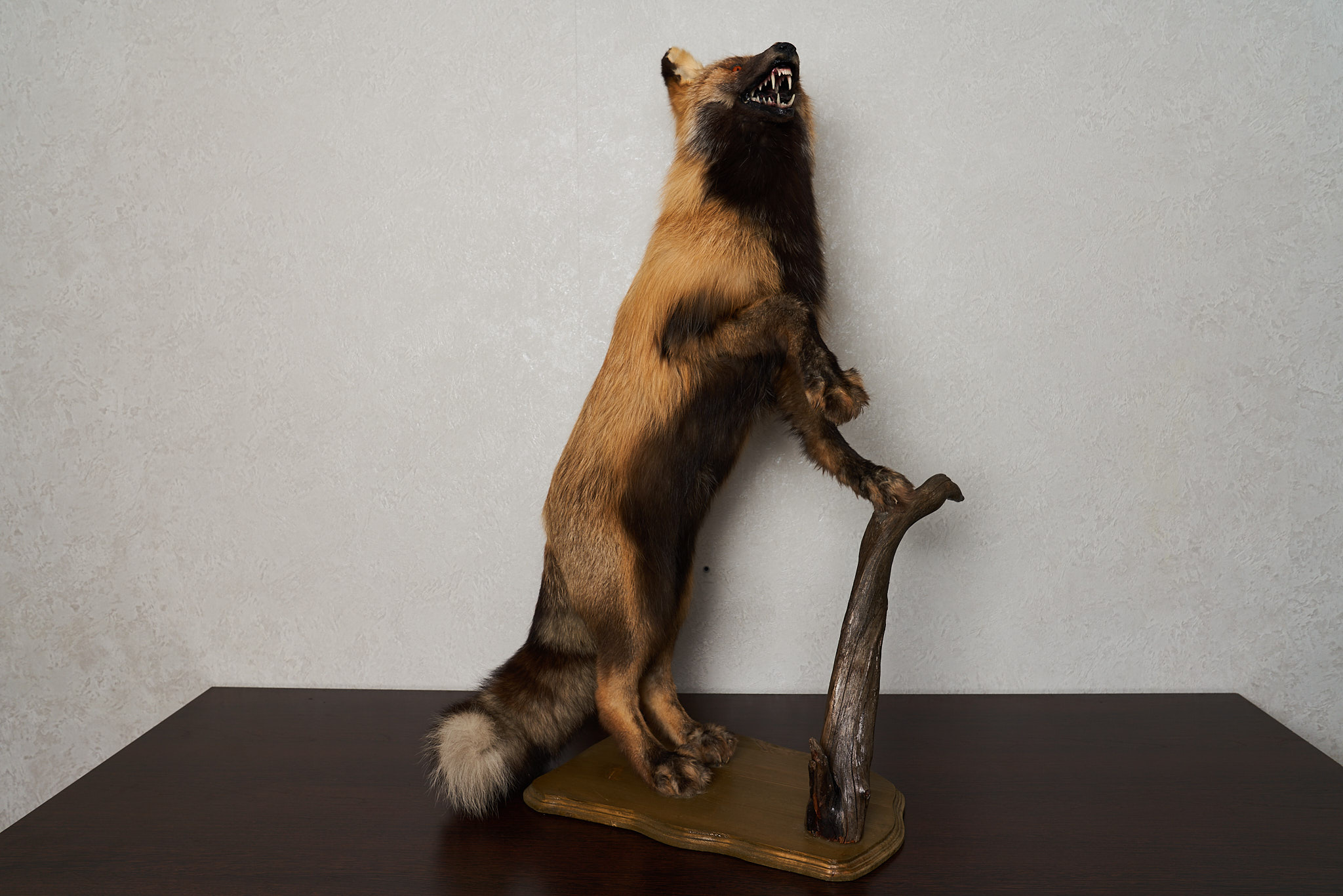 SIBERIAN CROSS FOX TAXIDERMY MOUNT - MOUNTED, STUFFED ANIMALS FOR SALE ...