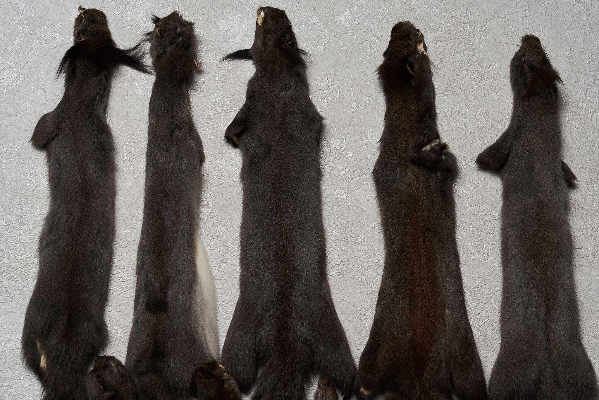 GRAY SQUIRREL LOT OF 10 TANNED FUR PELTS - GREY SQUIRREL SKIN, HIDE FOR ...