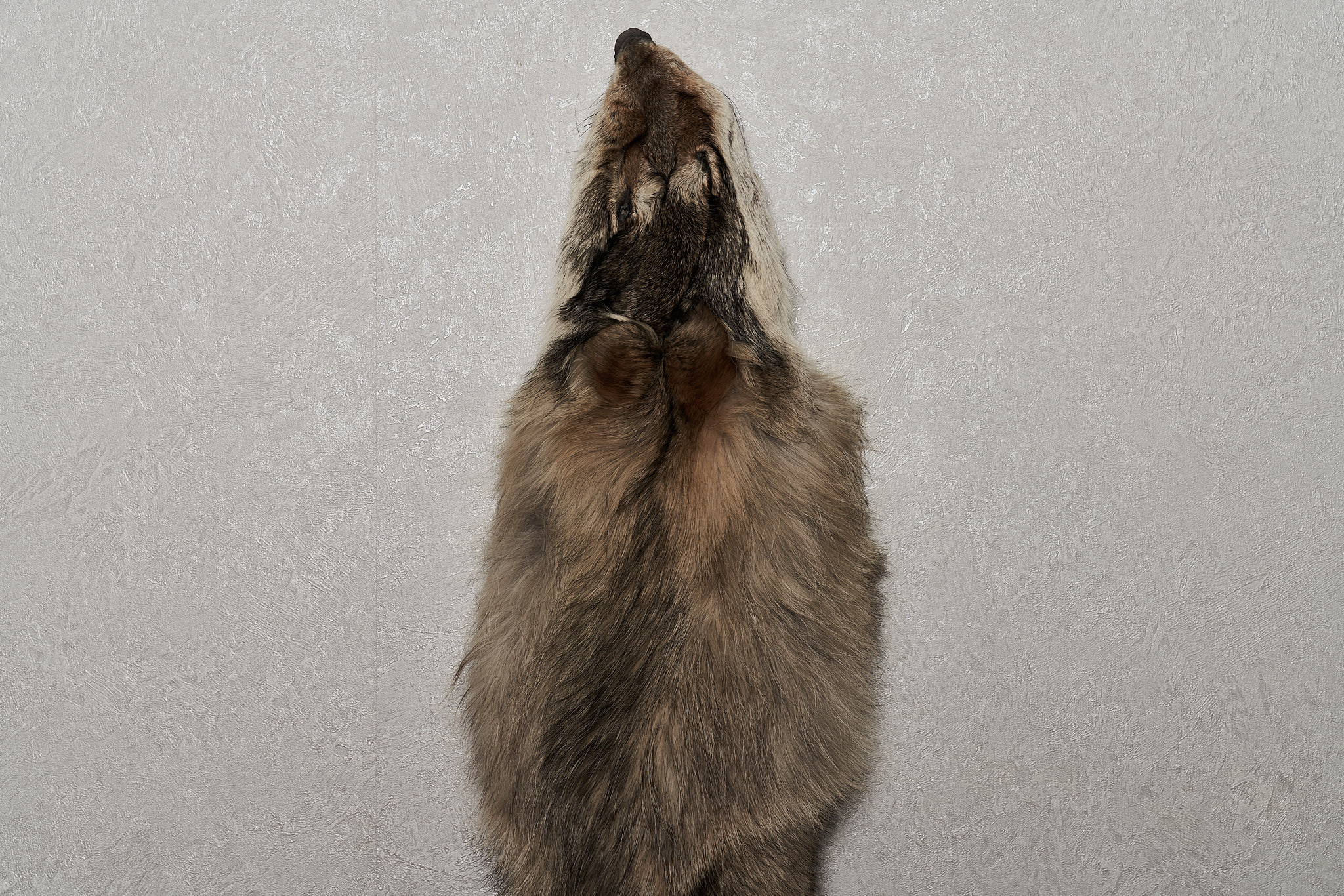 SIBERIAN GRAY WOLF TANNED FUR PELT - GREY WOLF SKIN, HIDE FOR SALE ...