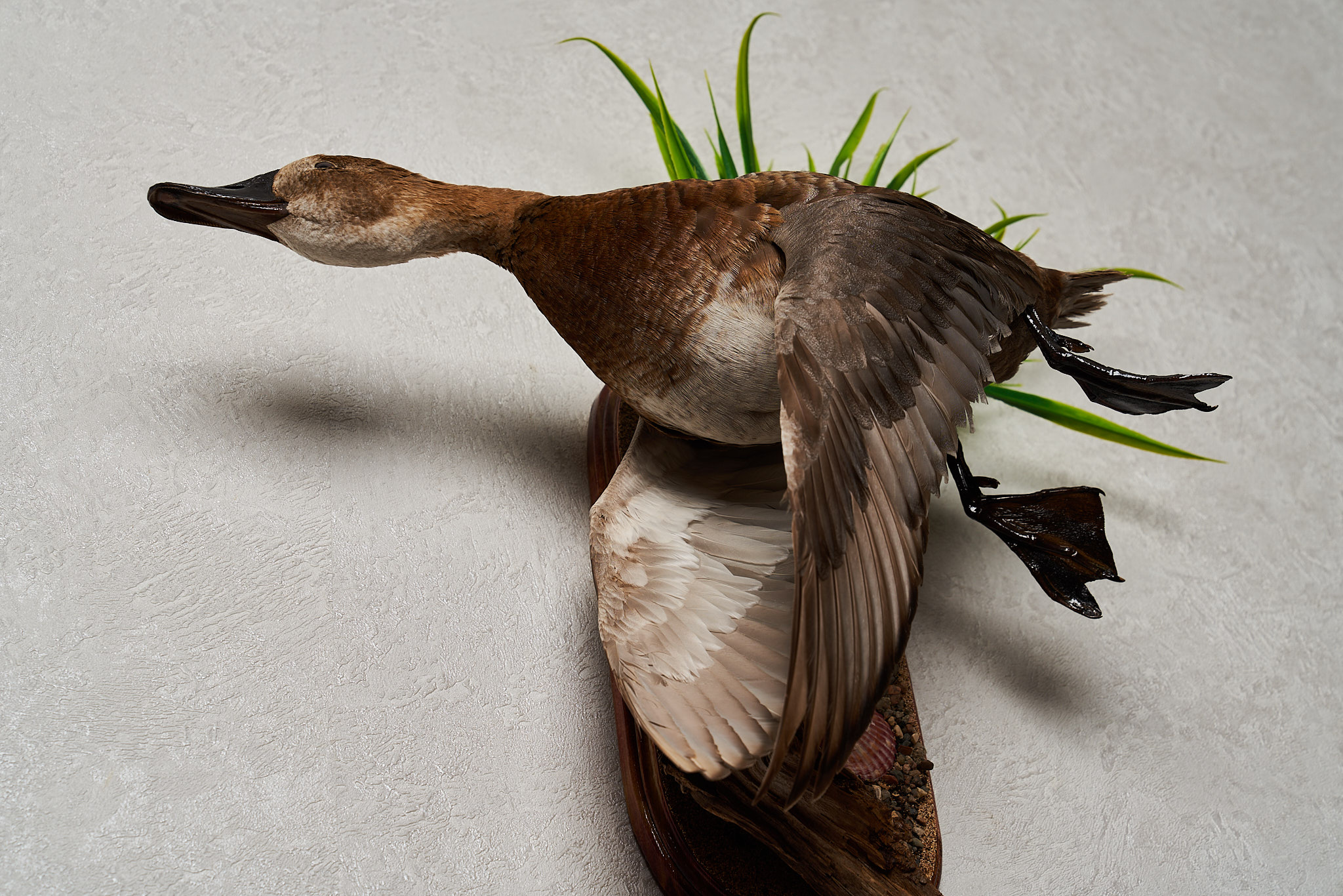 DUCK TAXIDERMY BIRD MOUNT - DUCK, WATERFOWL MOUNTED, STUFFED BIRDS FOR ...