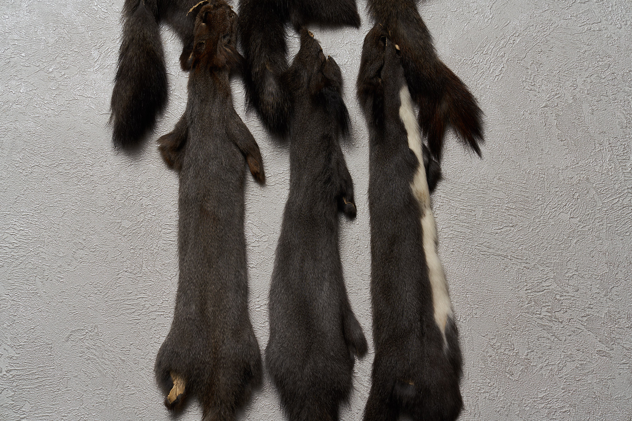 GRAY SQUIRREL LOT OF 6 TANNED FUR PELTS - GREY SQUIRREL SKIN, HIDE FOR ...