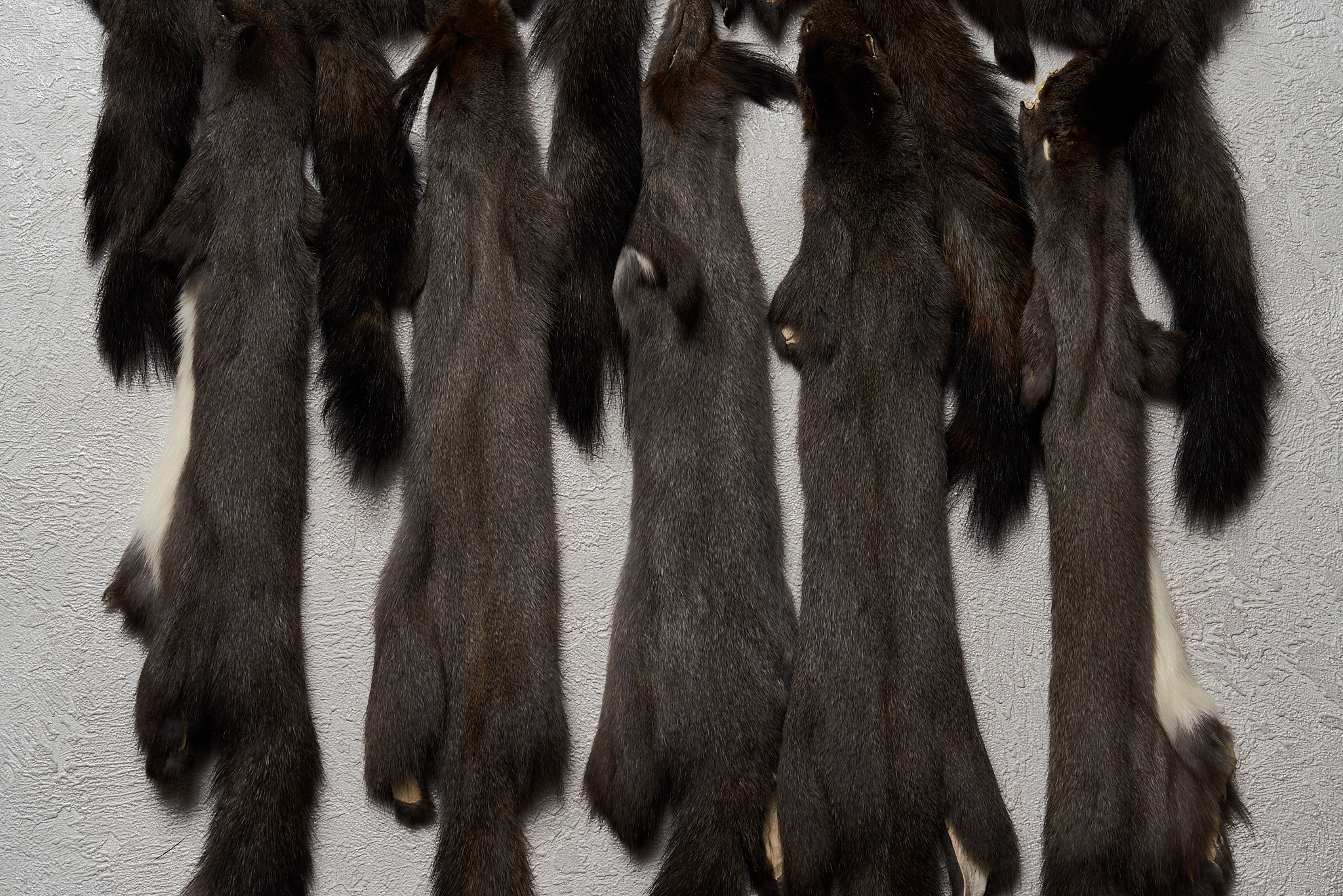 GRAY SQUIRREL LOT OF 10 TANNED FUR PELTS - GREY SQUIRREL SKIN, HIDE FOR ...