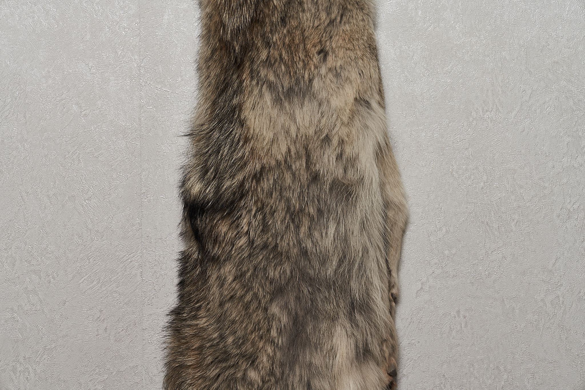 SIBERIAN GRAY WOLF TANNED FUR PELT - GREY WOLF SKIN, HIDE FOR SALE ...