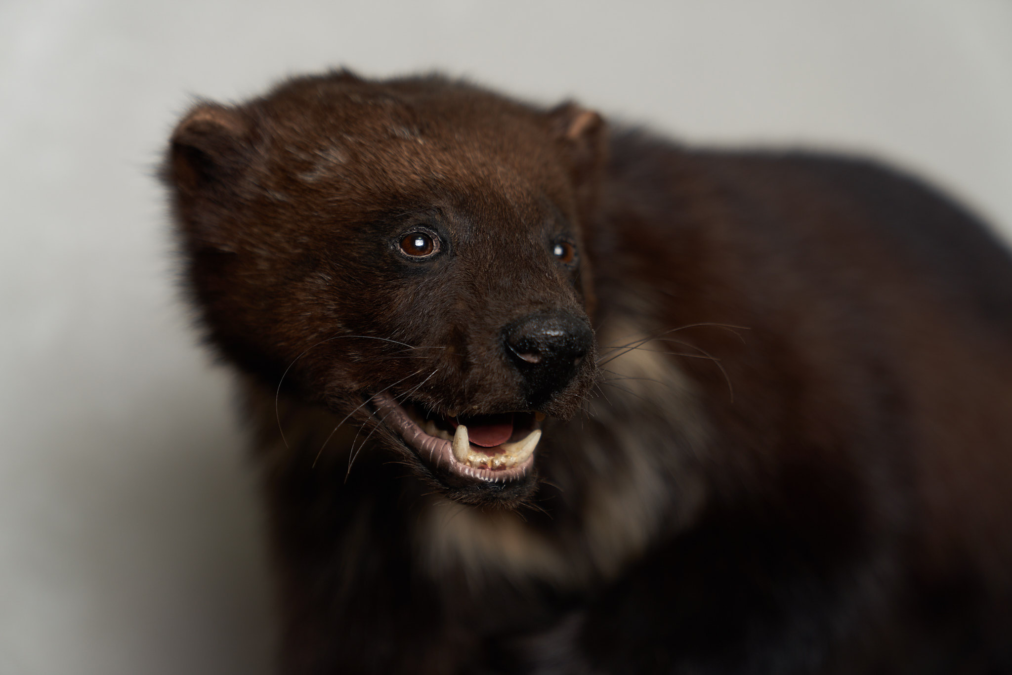 WOLVERINE TAXIDERMY MOUNT - MOUNTED, STUFFED ANIMALS FOR SALE - REAL ...