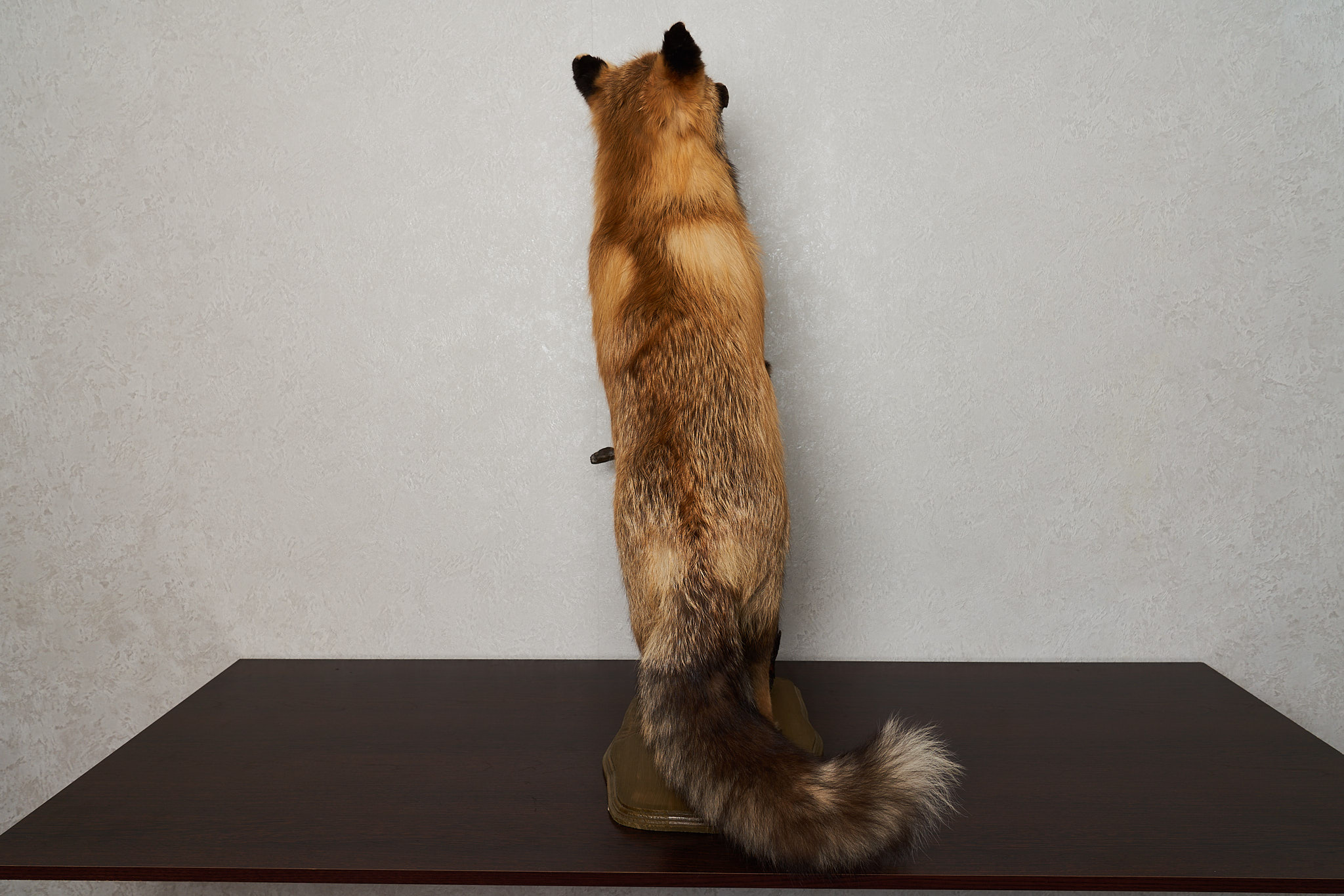SIBERIAN CROSS FOX TAXIDERMY MOUNT - MOUNTED, STUFFED ANIMALS FOR SALE ...