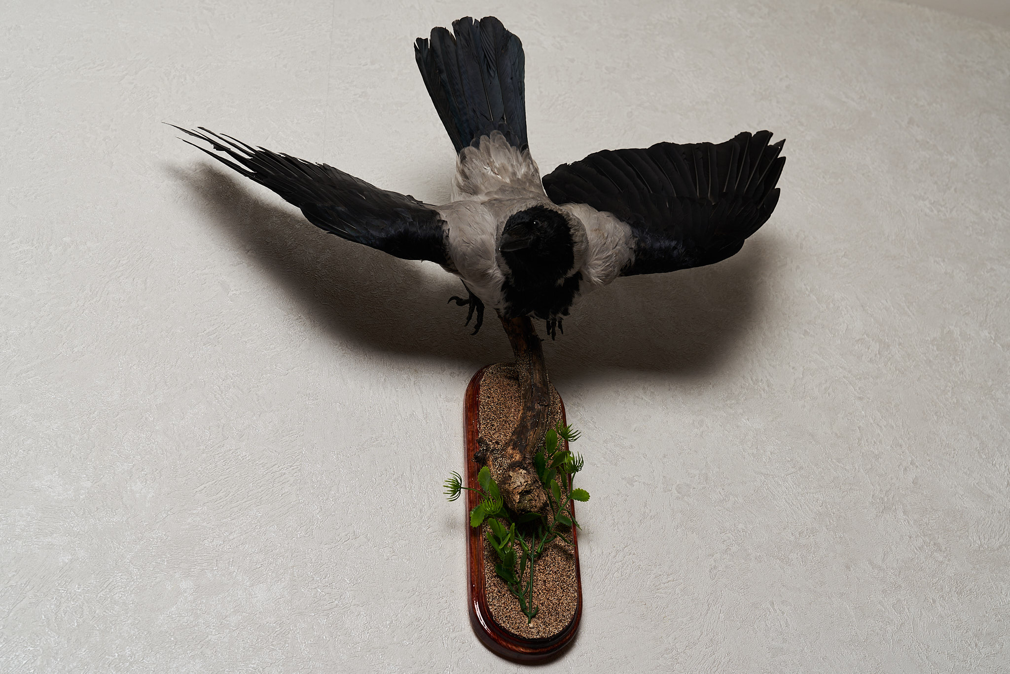 HOODED CROW TAXIDERMY BIRD MOUNT - GREY CROW MOUNTED, STUFFED BIRDS FOR ...