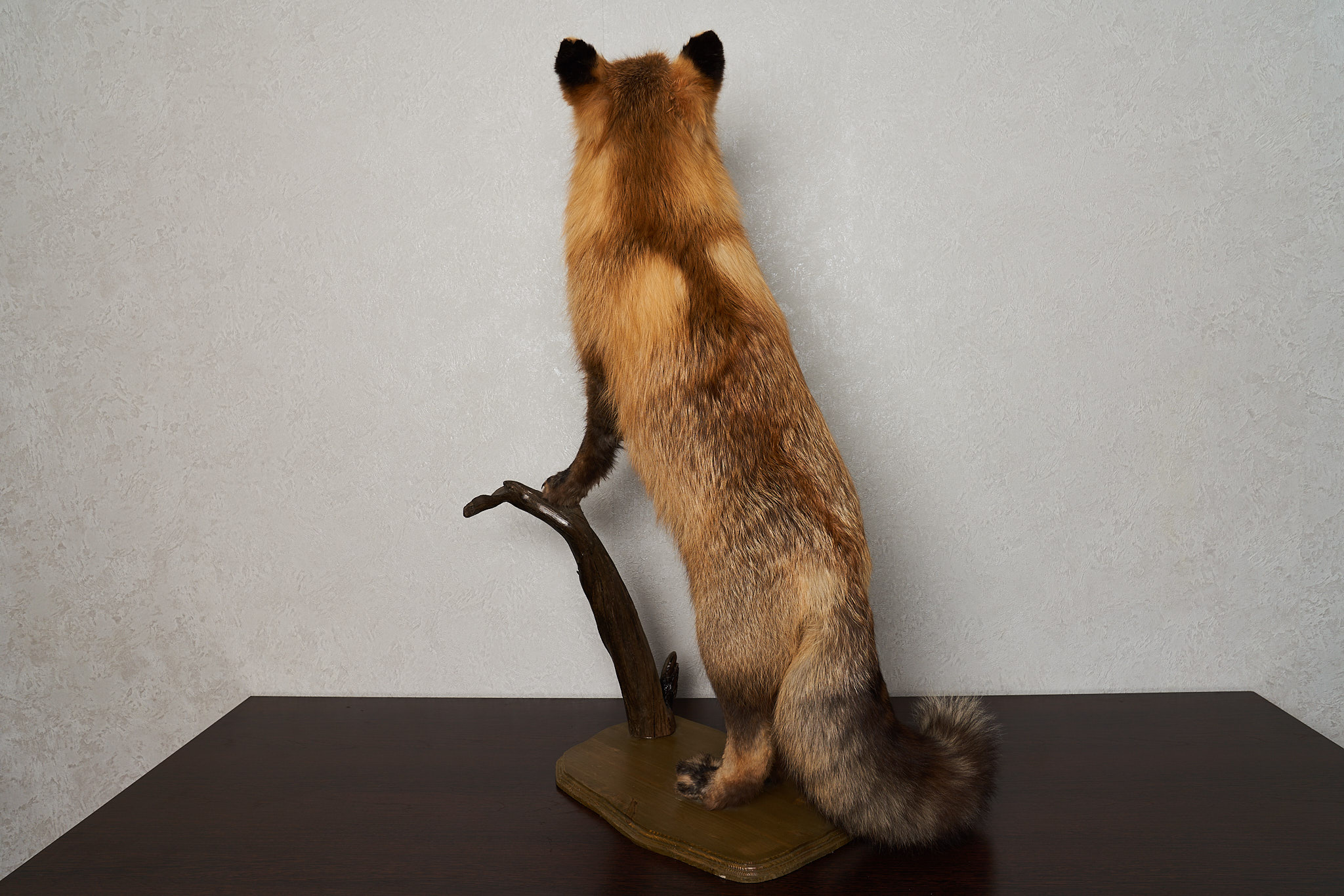 SIBERIAN CROSS FOX TAXIDERMY MOUNT - MOUNTED, STUFFED ANIMALS FOR SALE ...