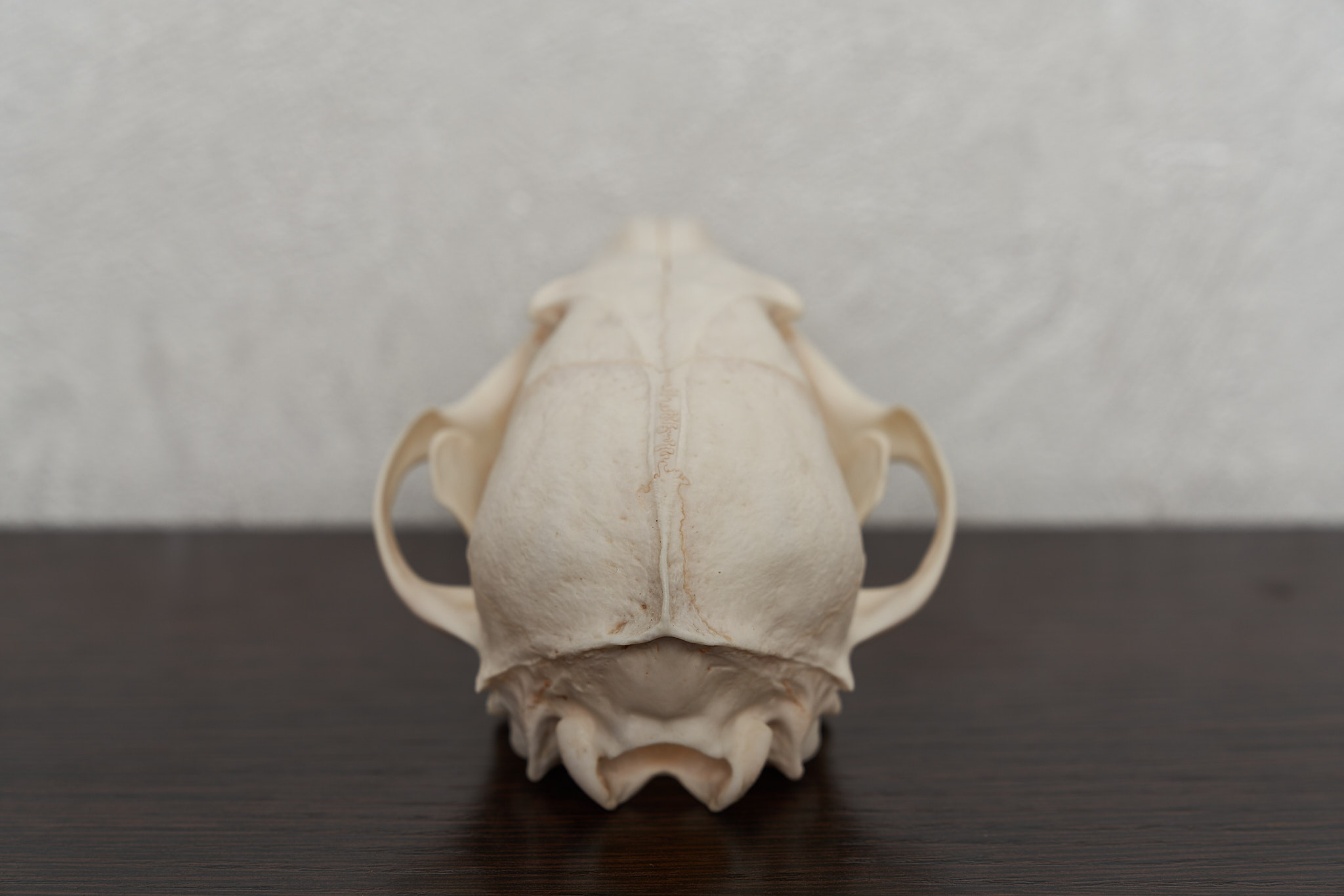 ARCTIC FOX TAXIDERMY SKULL - WHITE FOX, SNOW FOX CLEANED SKULL, JAWS ...