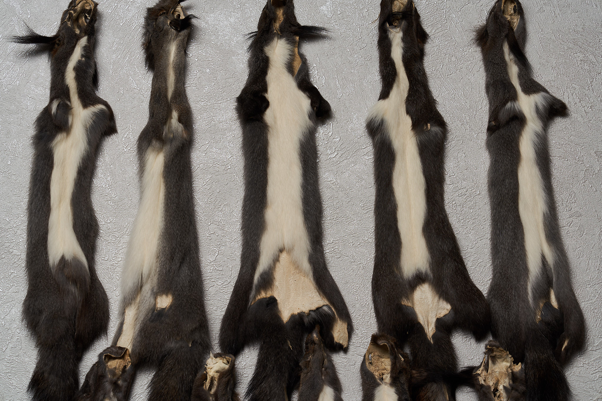 GRAY SQUIRREL LOT OF 10 TANNED FUR PELTS - GREY SQUIRREL SKIN, HIDE FOR ...