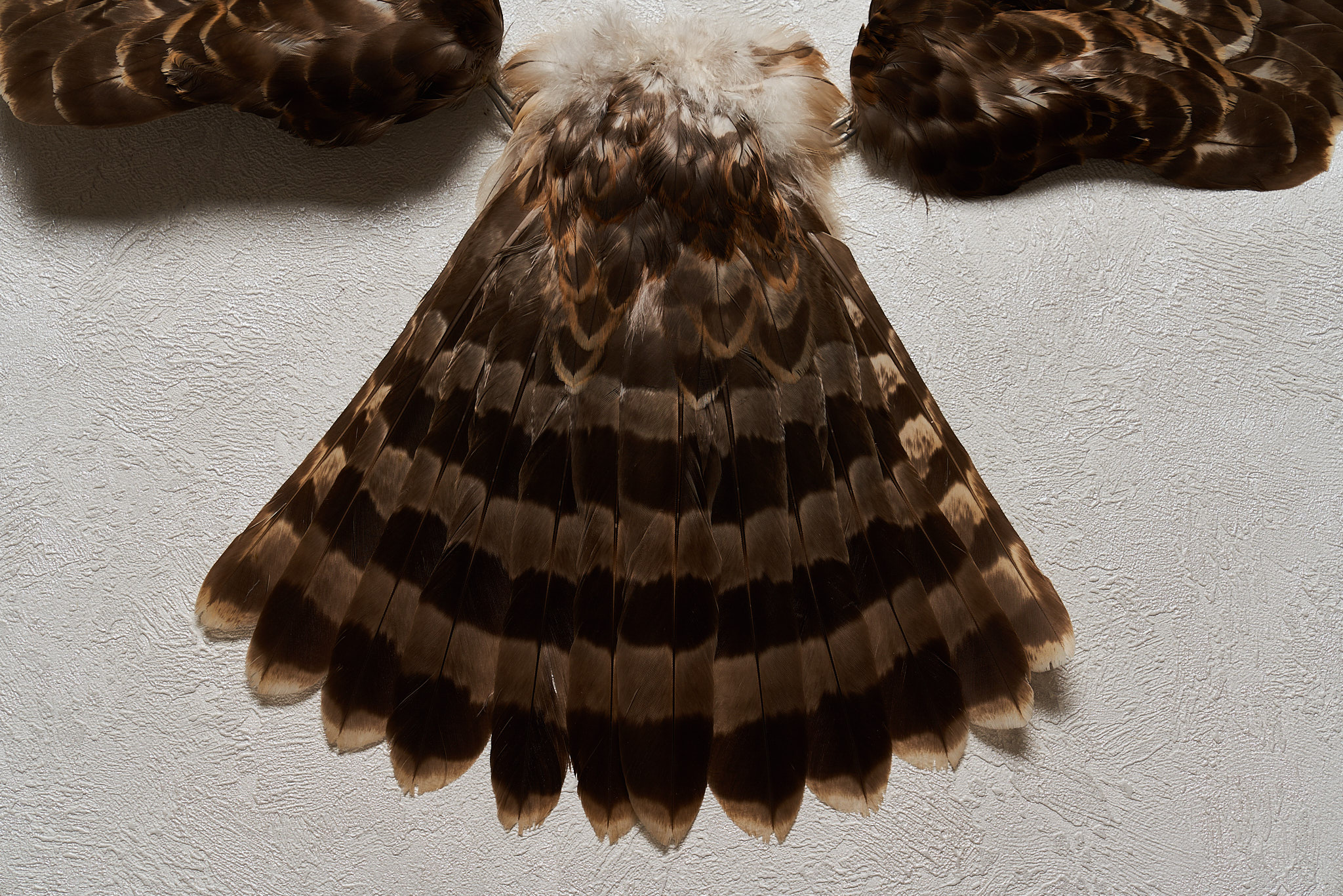 NORTHERN GOSHAWK TAXIDERMY BIRD WING PAIR WITH TAIL - HAWK TAXIDERMY ...
