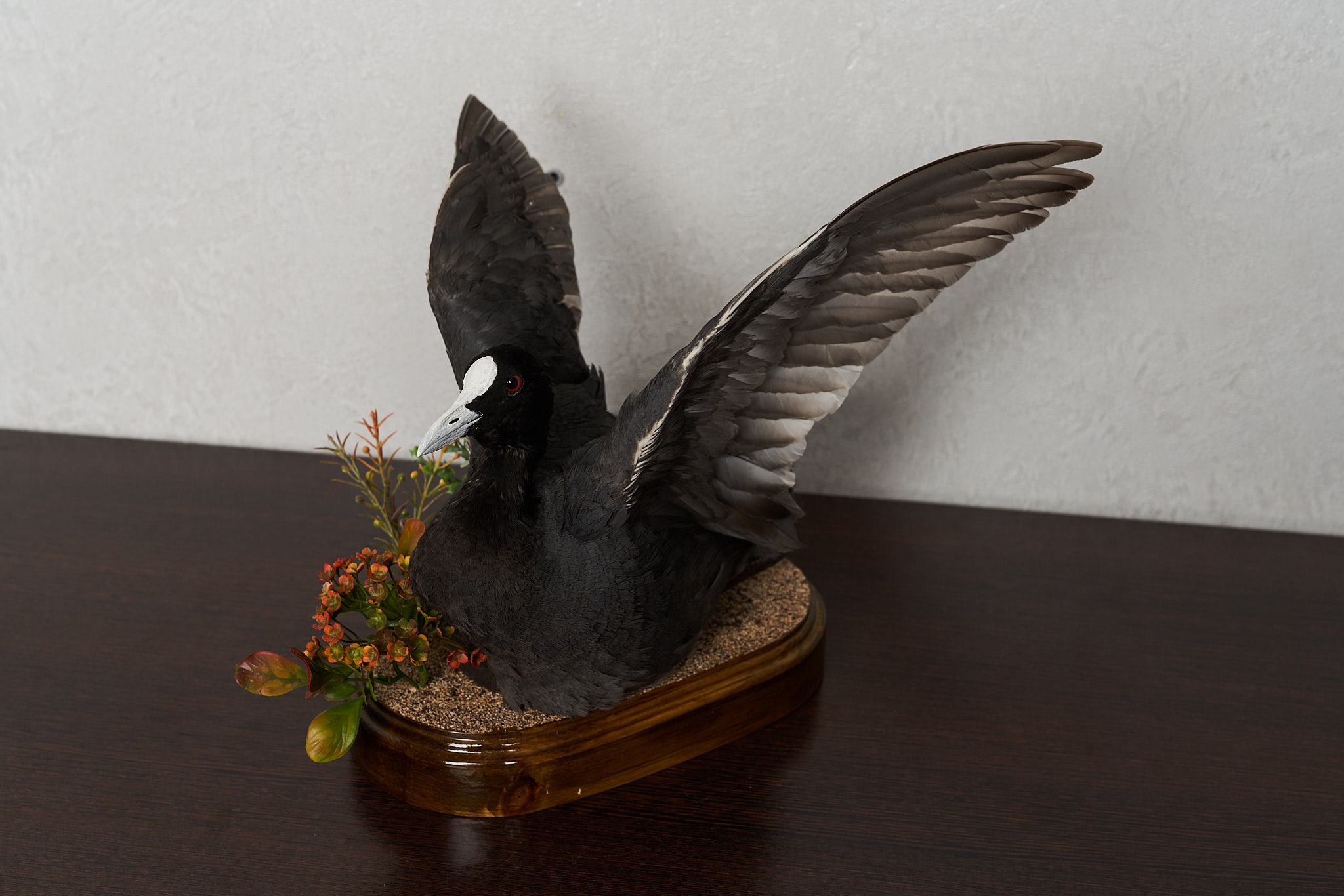 EURASIAN COOT TAXIDERMY BIRD MOUNT - MOUNTED, STUFFED BIRDS FOR SALE ...