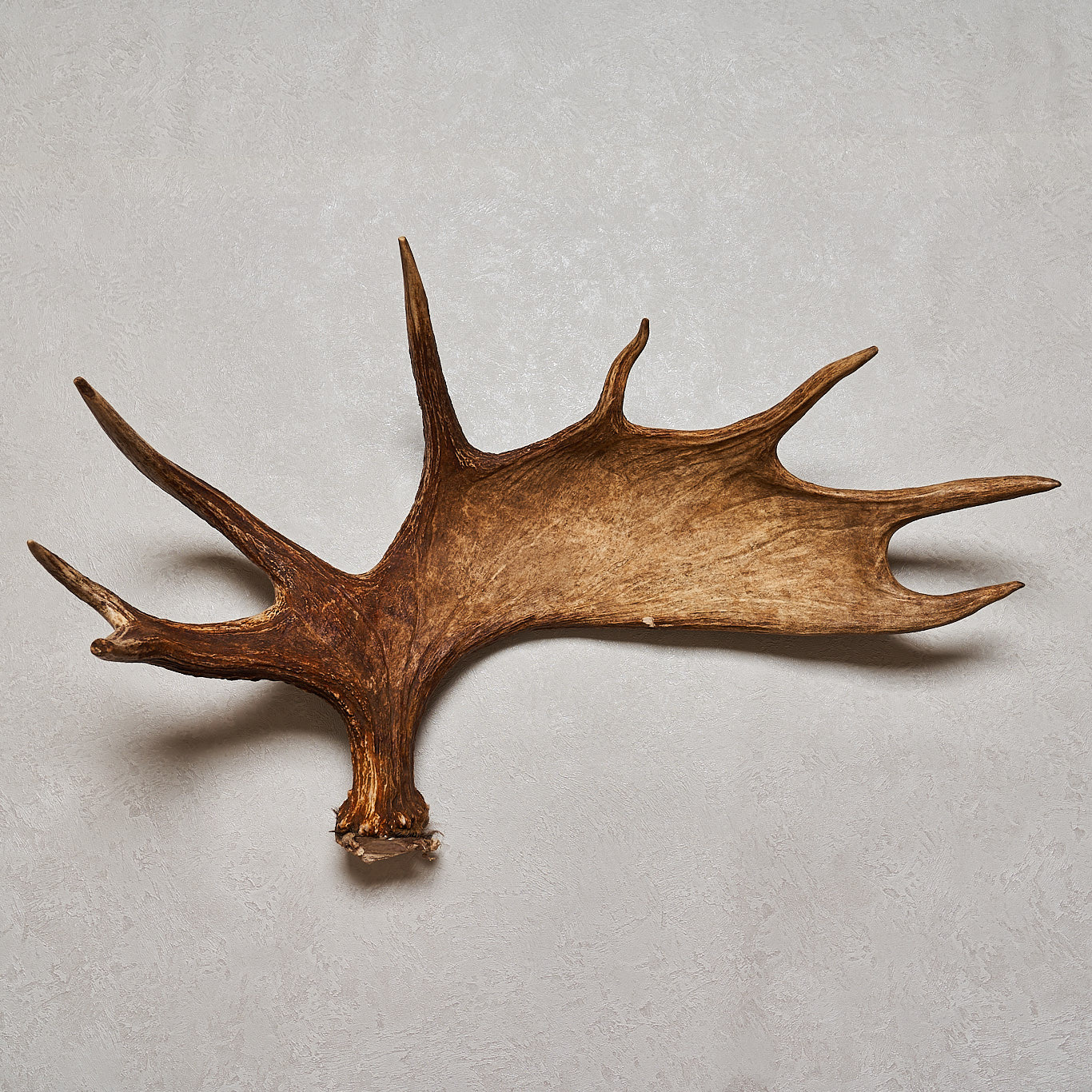 MOOSE ANTLER SHED - TAXIDERMY ANTLERS MOUNT, HORNS, SKULL, CARVING ...