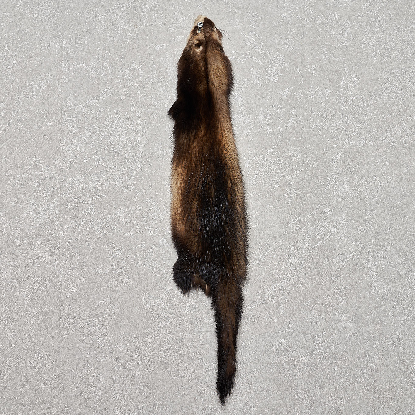 EUROPEAN POLECAT TANNED FUR PELT - FERRET, WEASEL SKIN, HIDE FOR SALE ...