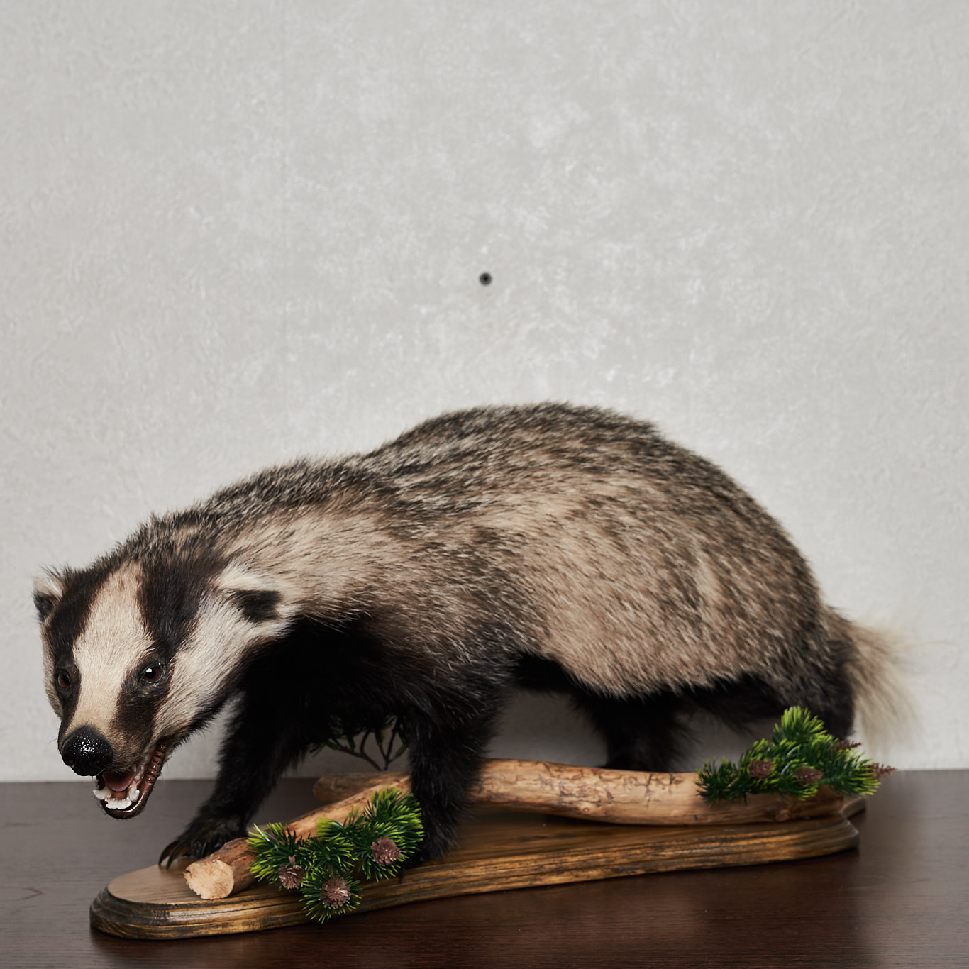 EURASIAN BADGER TAXIDERMY MOUNT - MOUNTED, STUFFED ANIMALS FOR SALE ...