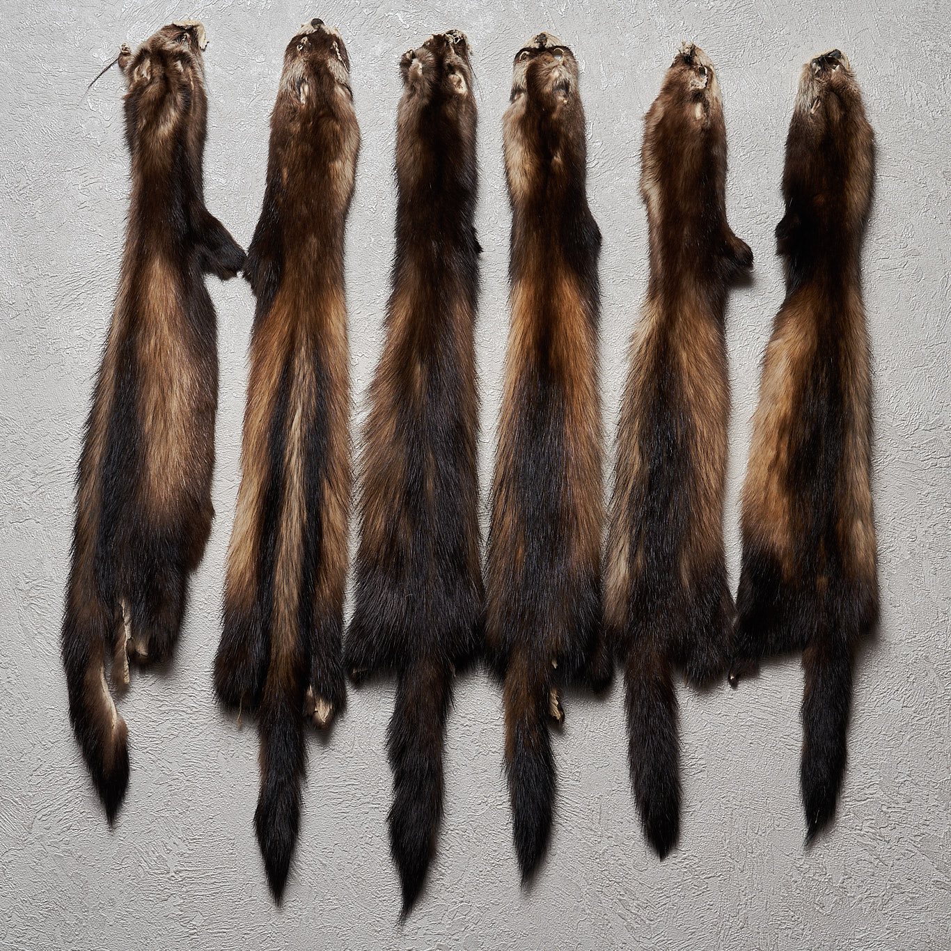 EUROPEAN POLECAT LOT OF 6 TANNED FUR PELTS - FERRET, WEASEL SKIN, HIDE ...
