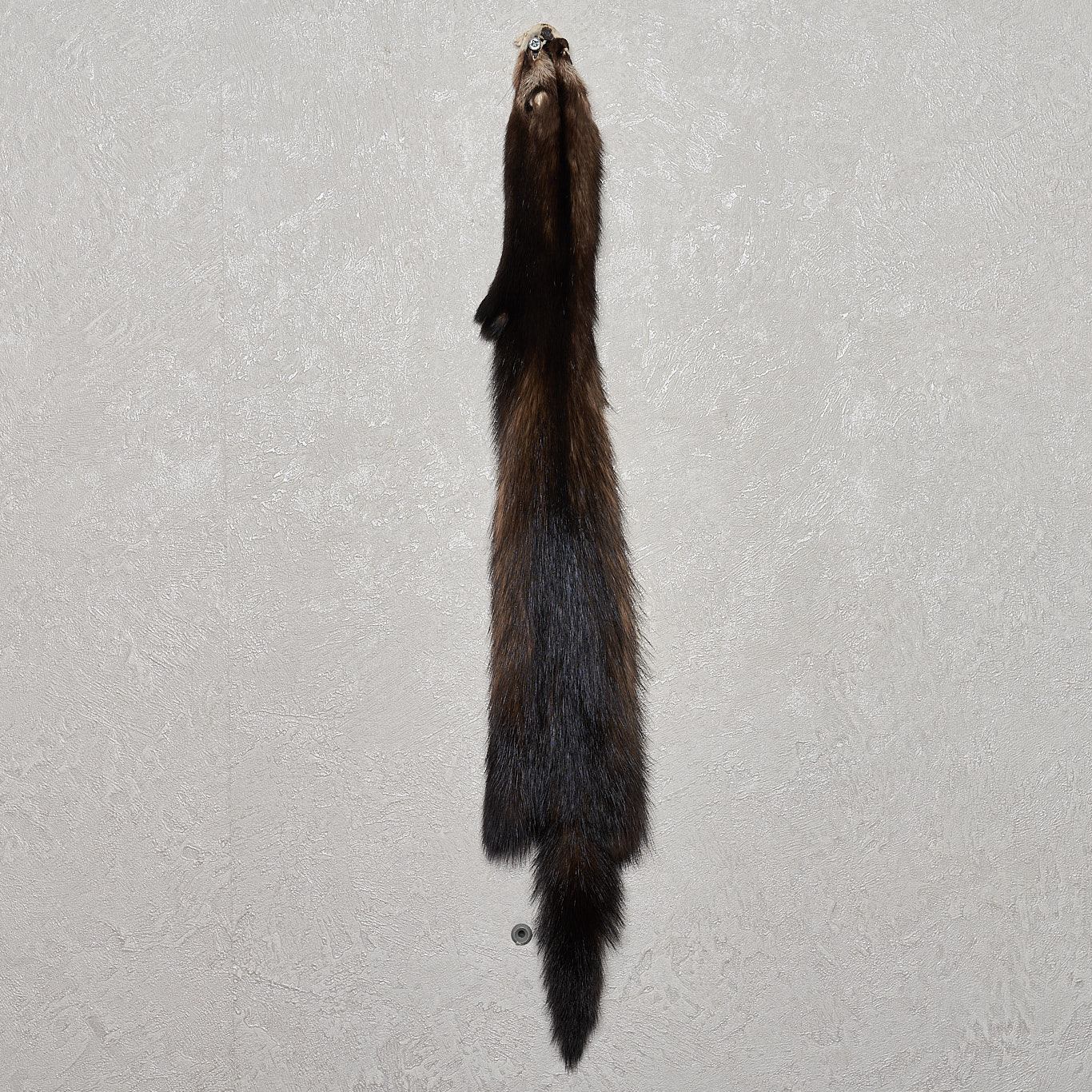 EUROPEAN POLECAT TANNED FUR PELT - FERRET, WEASEL SKIN, HIDE FOR SALE ...