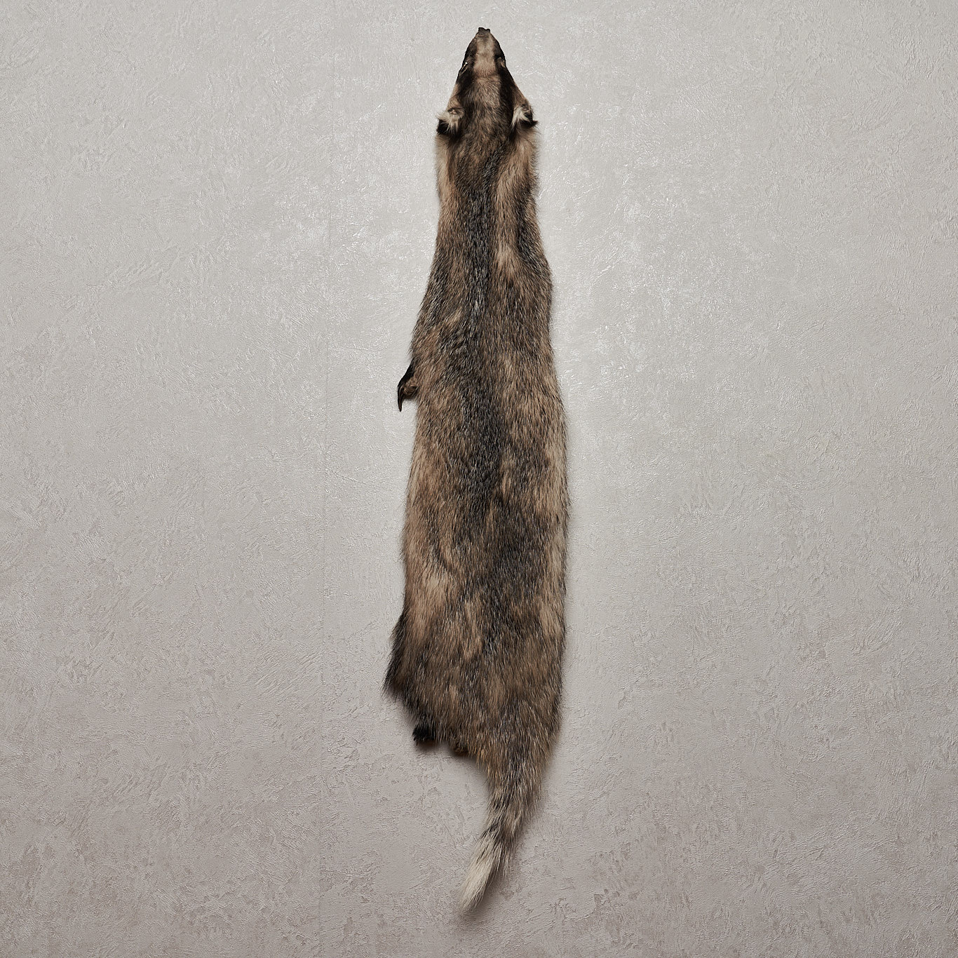 EURASIAN BADGER TAXIDERMY TANNED FUR PELT - SKIN, HIDE FOR SALE - REAL ...
