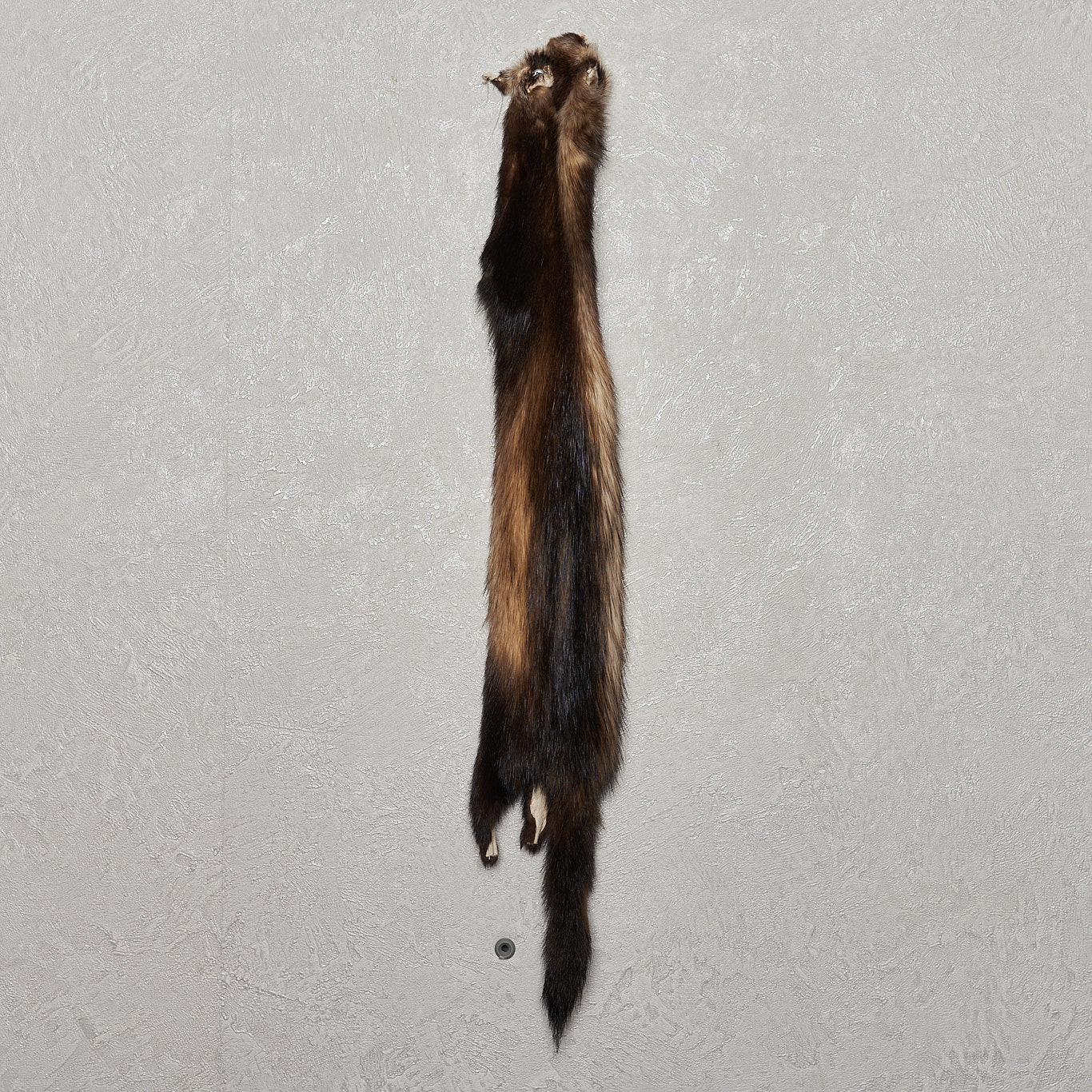 EUROPEAN POLECAT TANNED FUR PELT - FERRET, WEASEL SKIN, HIDE FOR SALE ...