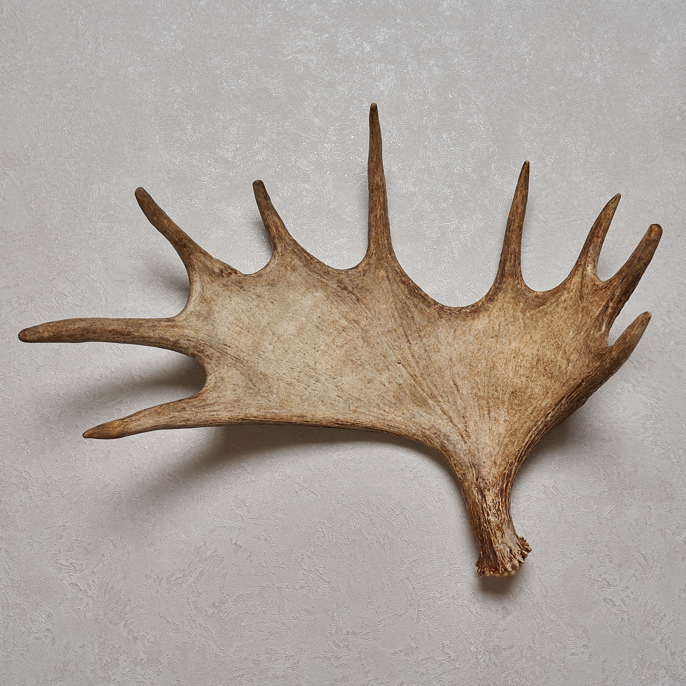 MOOSE ANTLER SHED - TAXIDERMY ANTLERS MOUNT, HORNS, SKULL, CARVING ...