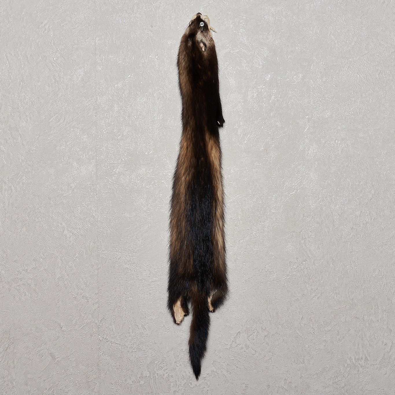 EUROPEAN POLECAT TANNED FUR PELT - FERRET, WEASEL SKIN, HIDE FOR SALE ...