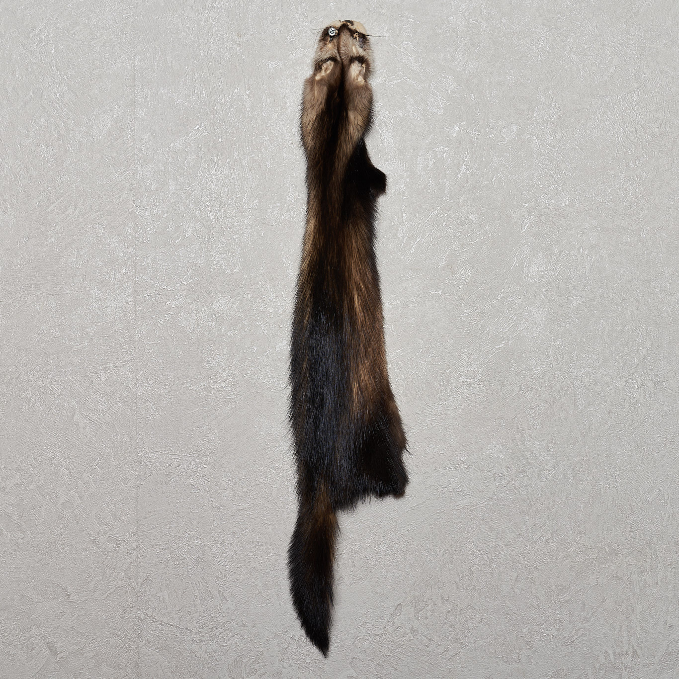 EUROPEAN POLECAT TANNED FUR PELT - FERRET, WEASEL SKIN, HIDE FOR SALE ...