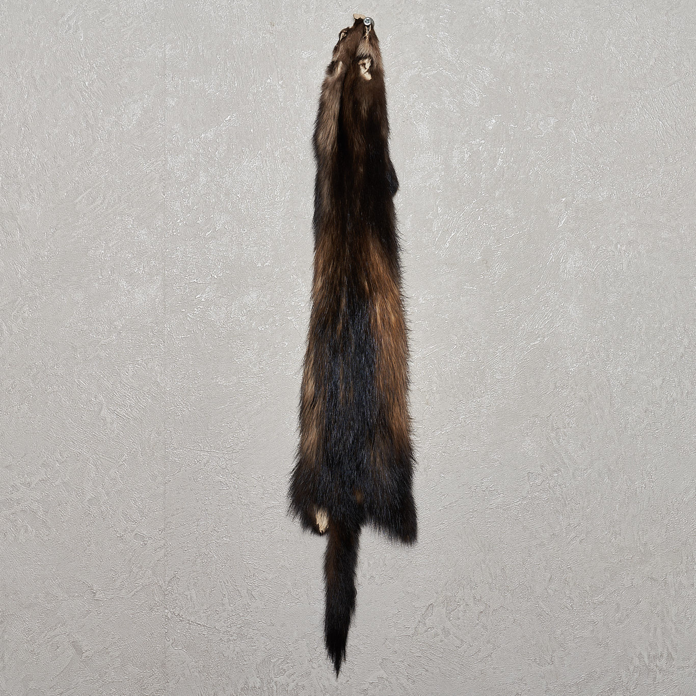 EUROPEAN POLECAT TANNED FUR PELT - FERRET, WEASEL SKIN, HIDE FOR SALE ...