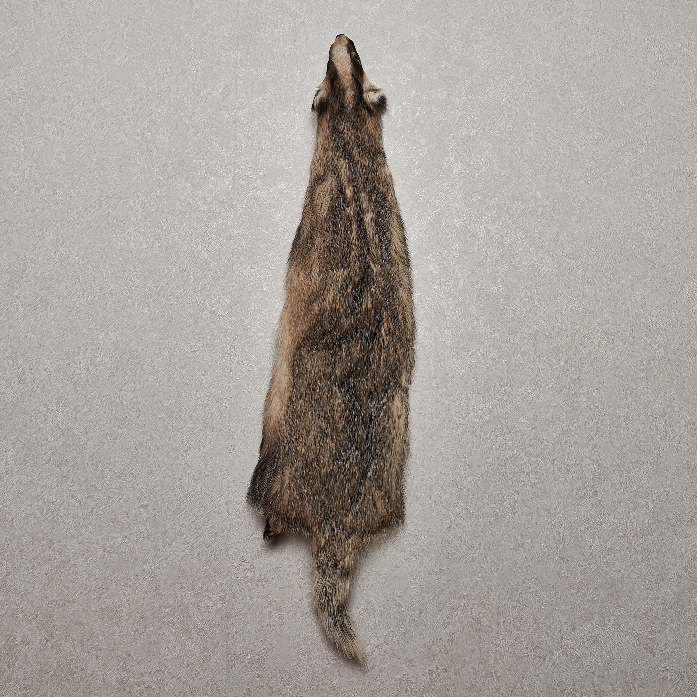 EURASIAN BADGER TAXIDERMY TANNED FUR PELT - SKIN, HIDE FOR SALE - REAL ...