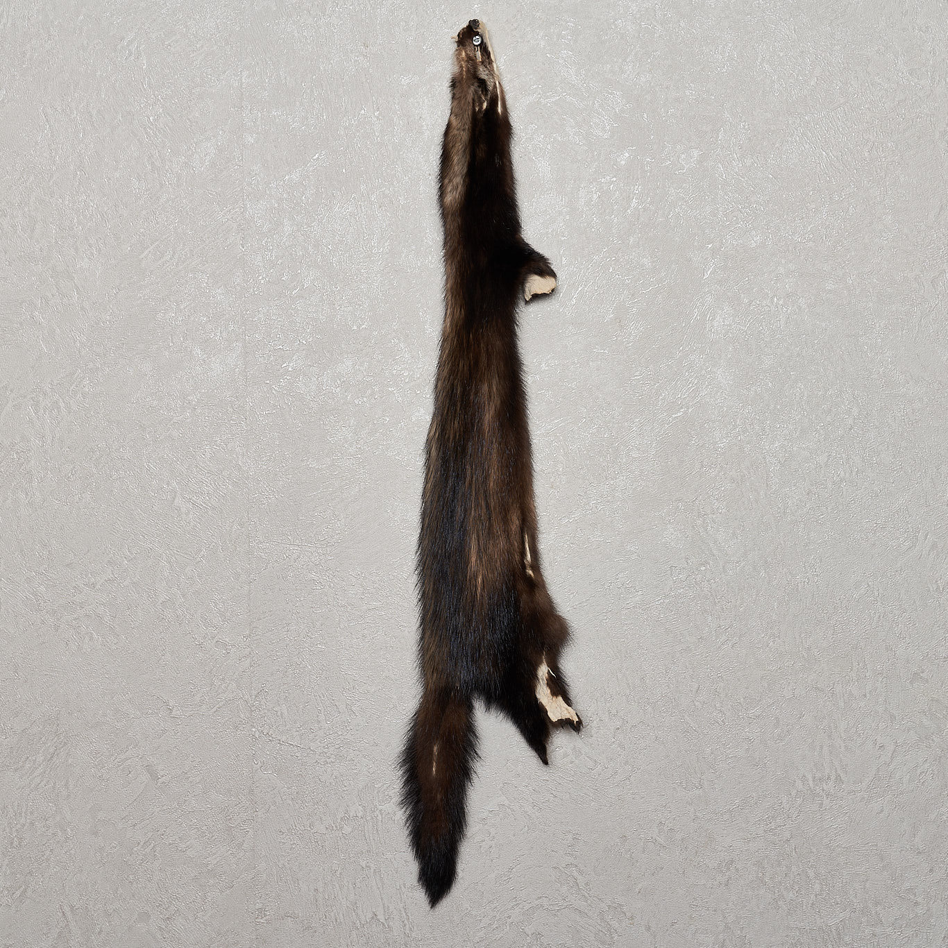 EUROPEAN POLECAT TANNED FUR PELT - FERRET, WEASEL SKIN, HIDE FOR SALE ...
