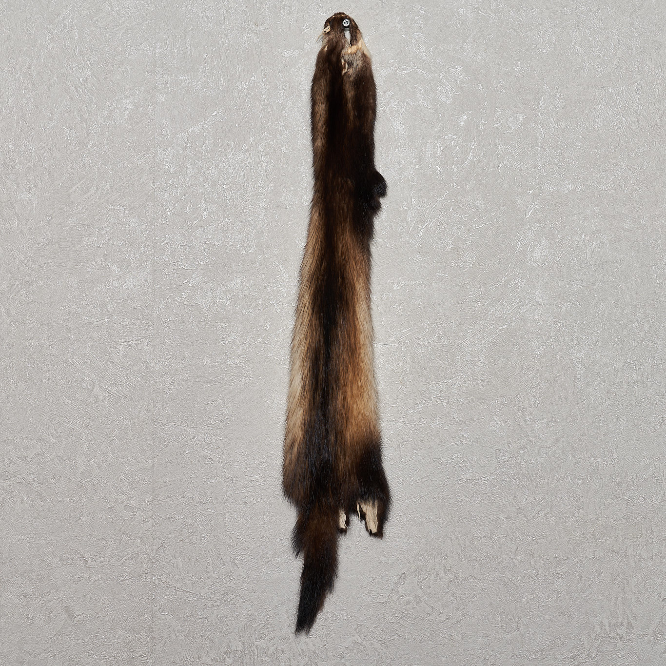 EUROPEAN POLECAT TANNED FUR PELT - FERRET, WEASEL SKIN, HIDE FOR SALE ...