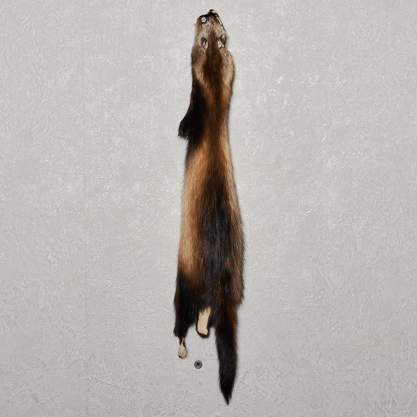 EUROPEAN POLECAT TANNED FUR PELT - FERRET, WEASEL SKIN, HIDE FOR SALE ...