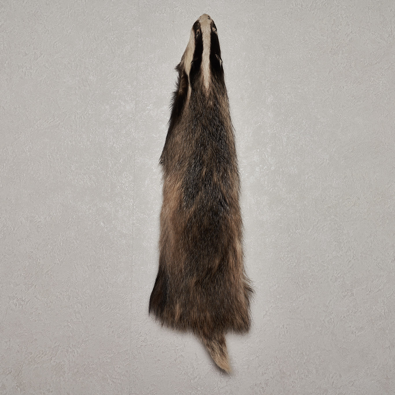 EURASIAN BADGER TANNED FUR PELT - SKIN, HIDE FOR SALE - REAL, DECOR ...