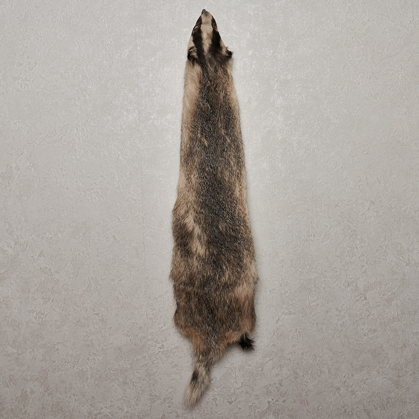 EURASIAN BADGER TAXIDERMY TANNED FUR PELT - SKIN, HIDE FOR SALE - REAL ...