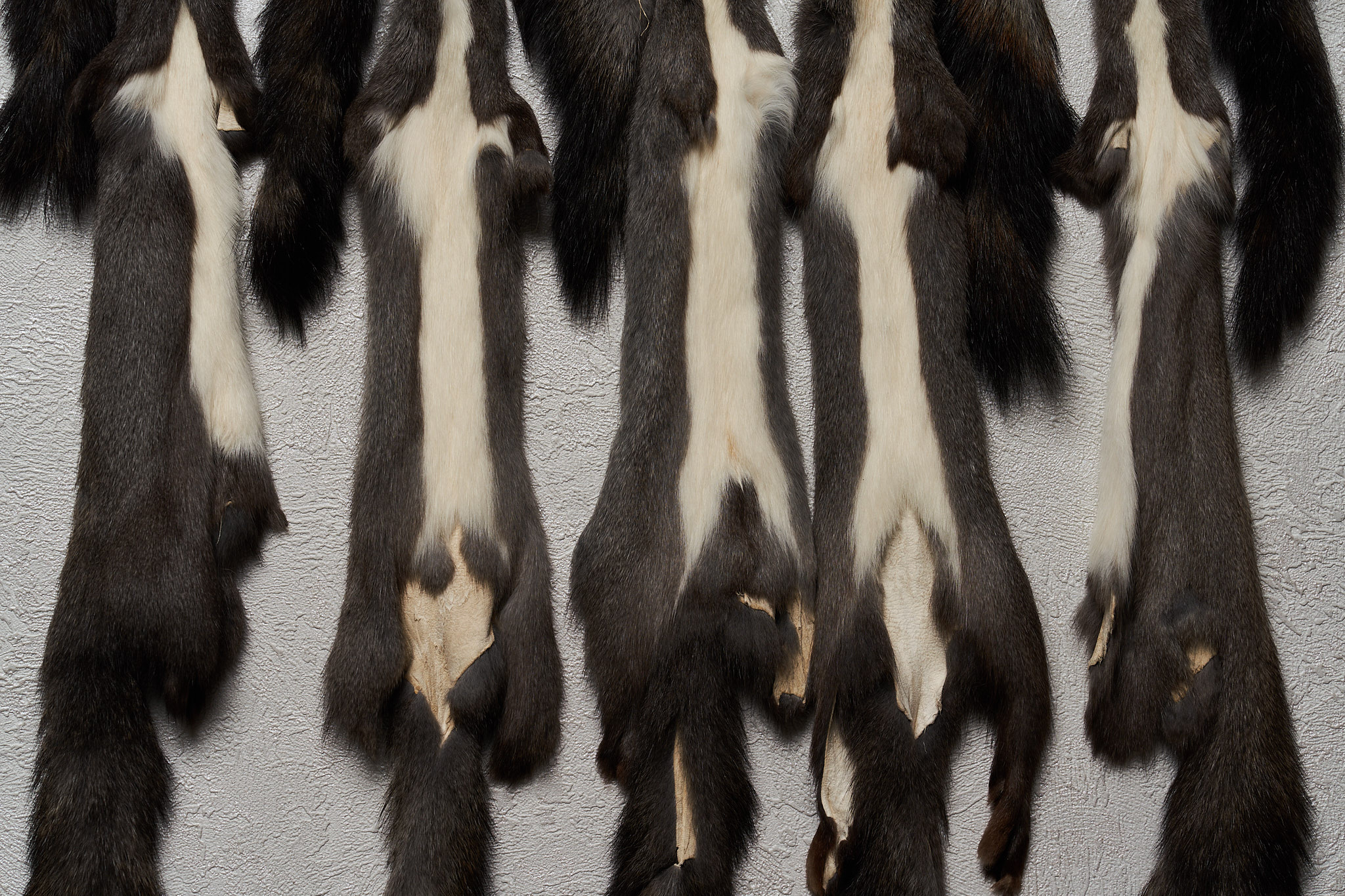 GRAY SQUIRREL LOT OF 10 TANNED FUR PELTS - GREY SQUIRREL SKIN, HIDE FOR ...