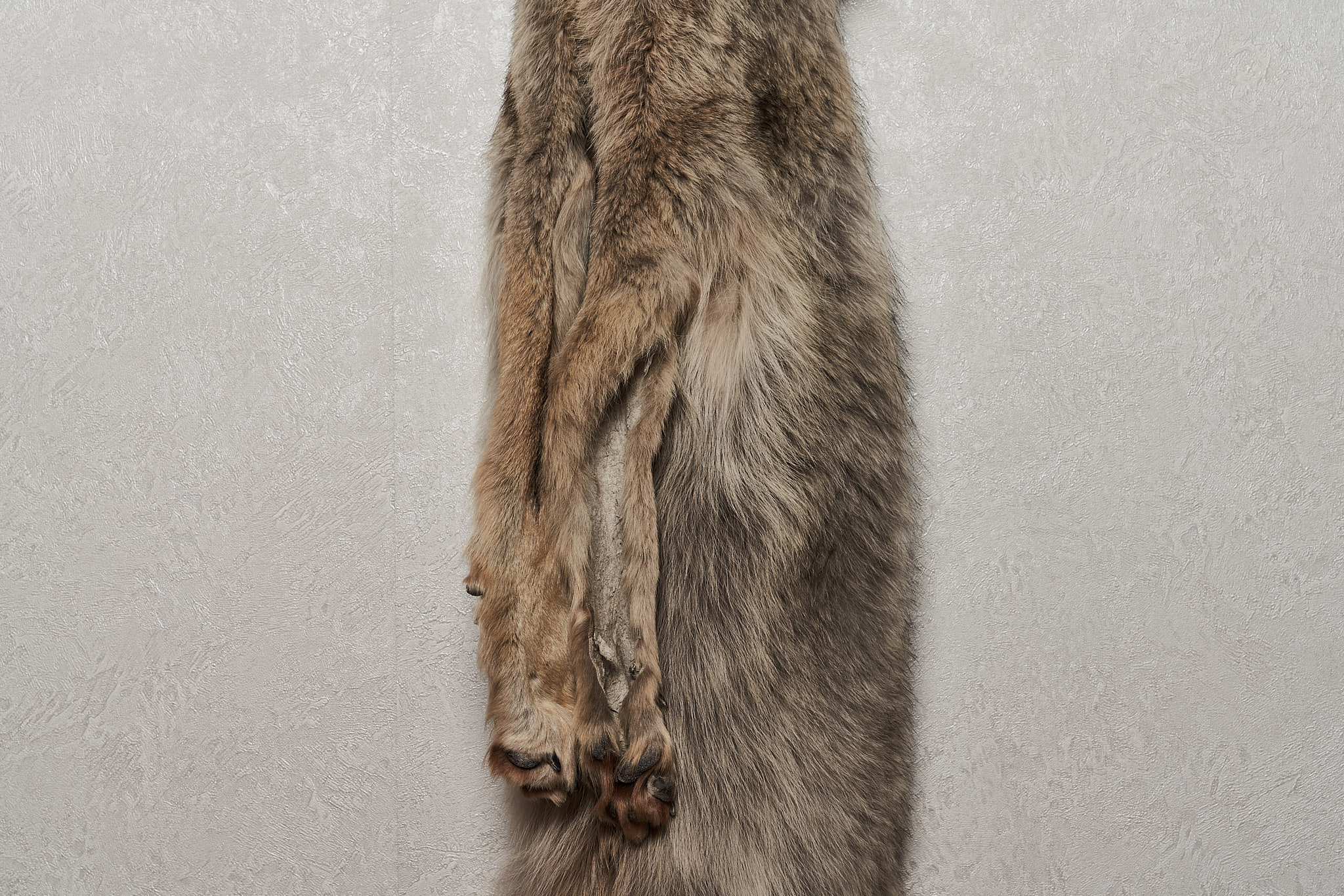 SIBERIAN GRAY WOLF TANNED FUR PELT - GREY WOLF SKIN, HIDE FOR SALE ...