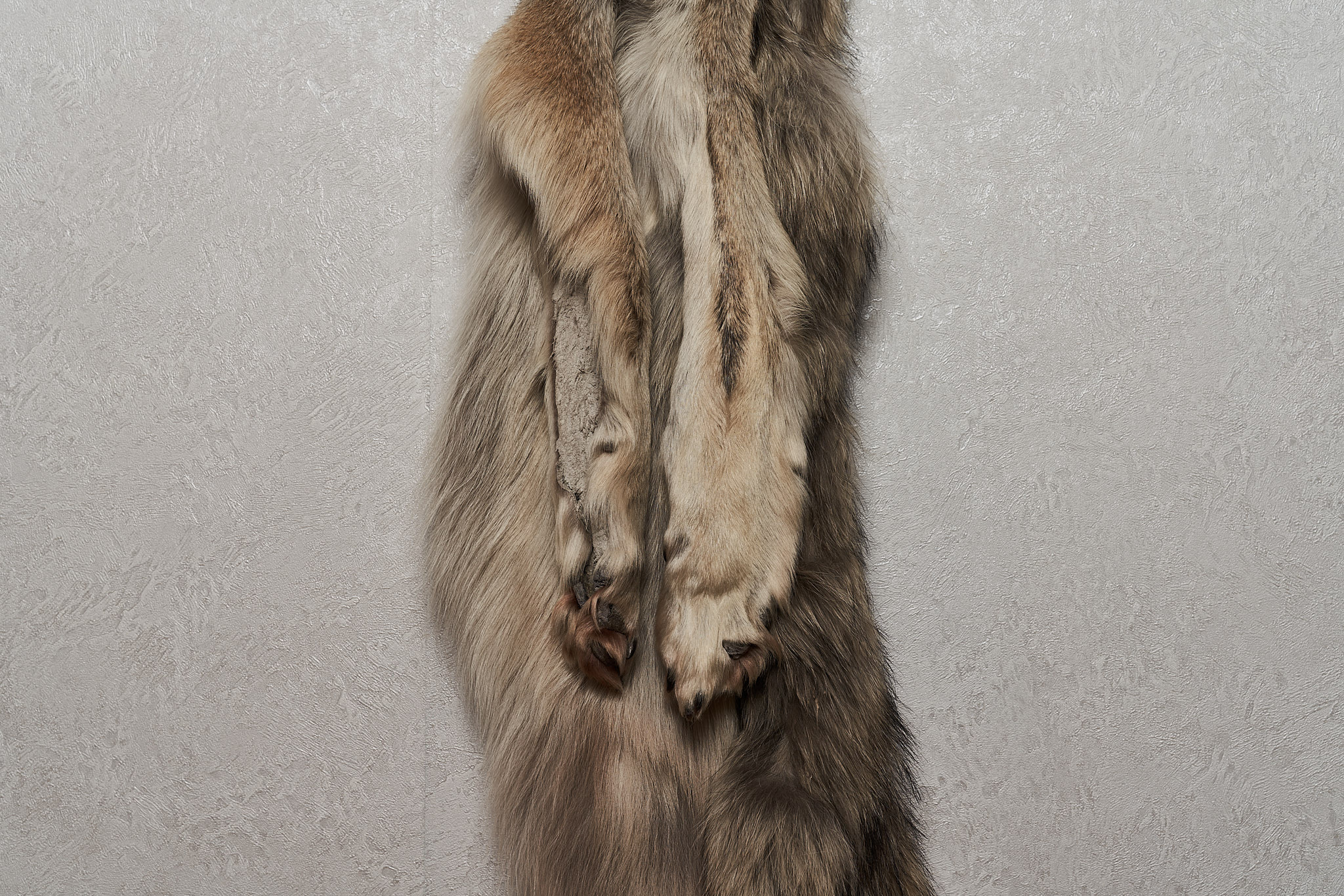 SIBERIAN GRAY WOLF TANNED FUR PELT - GREY WOLF SKIN, HIDE FOR SALE ...
