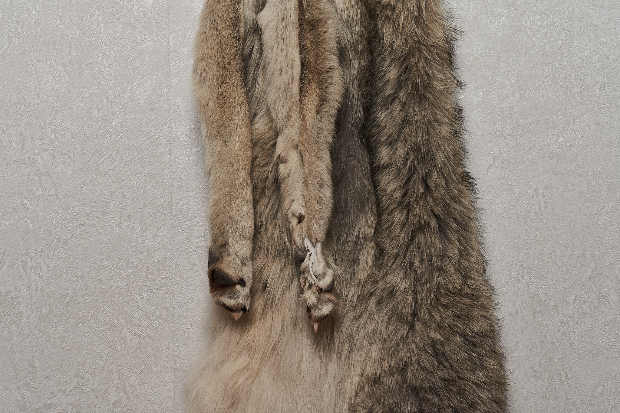 SIBERIAN GRAY WOLF TANNED FUR PELT - GREY WOLF SKIN, HIDE FOR SALE ...