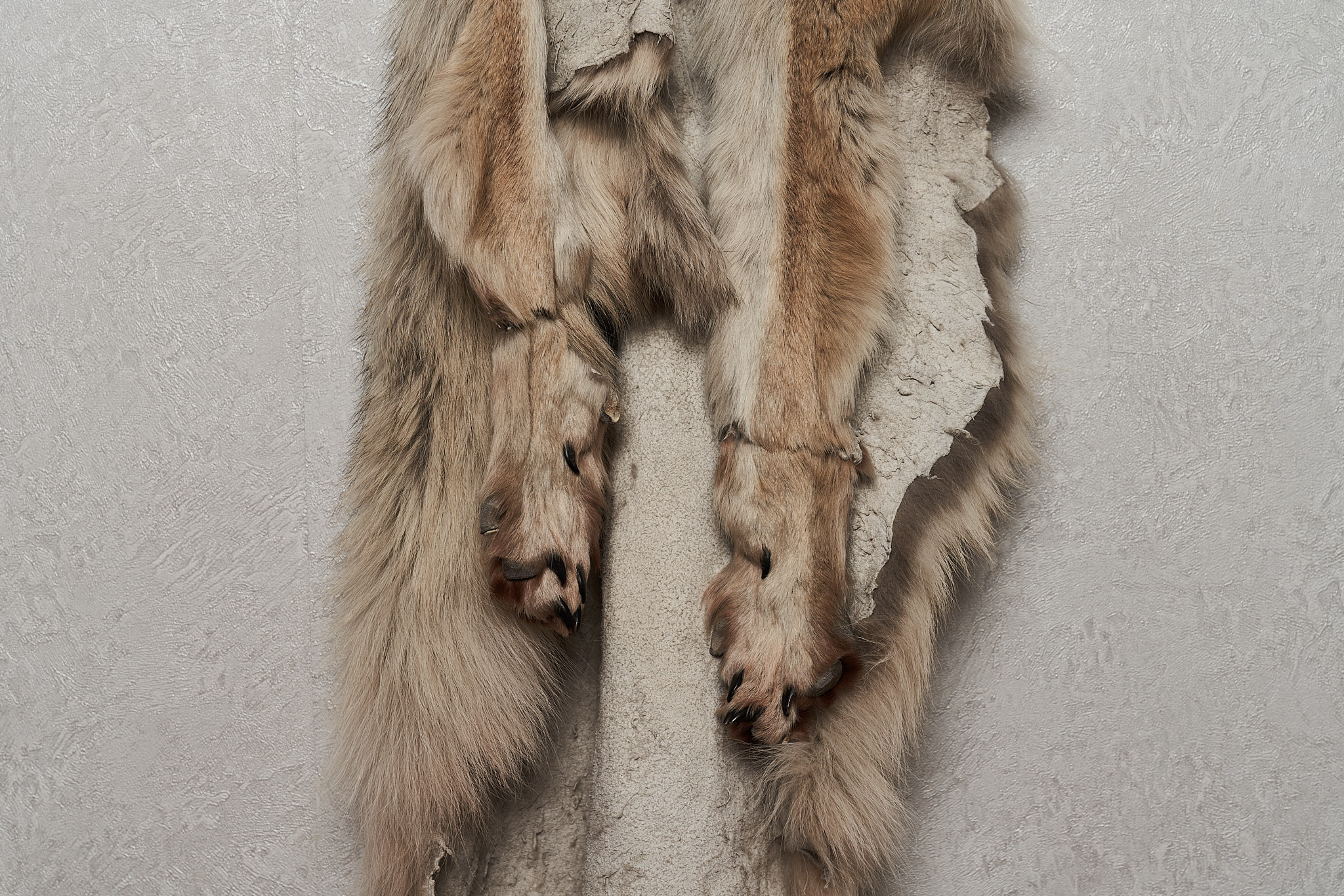 SIBERIAN GRAY WOLF TANNED FUR PELT - GREY WOLF SKIN, HIDE FOR SALE ...