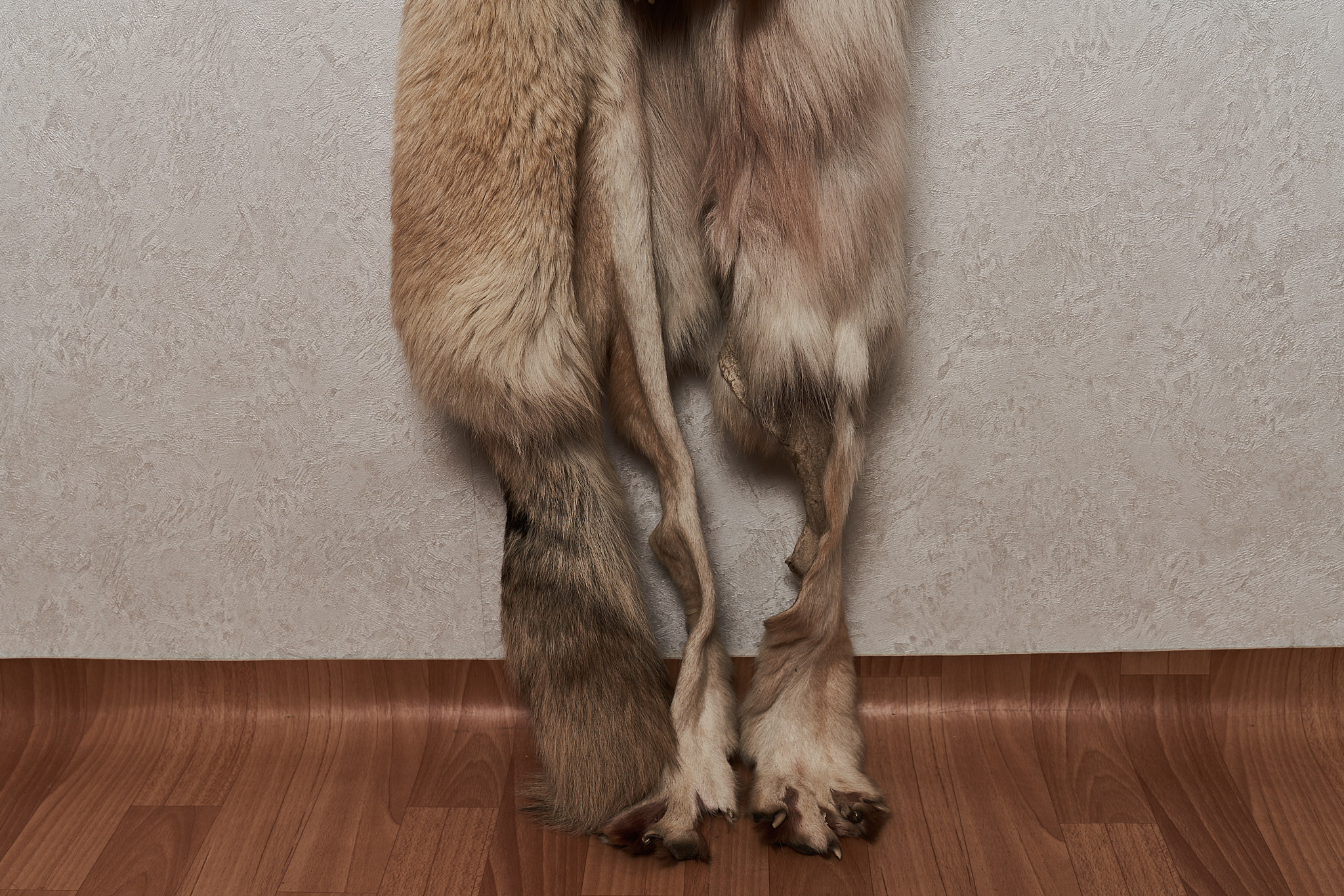 SIBERIAN GRAY WOLF TANNED FUR PELT - GREY WOLF SKIN, HIDE FOR SALE ...
