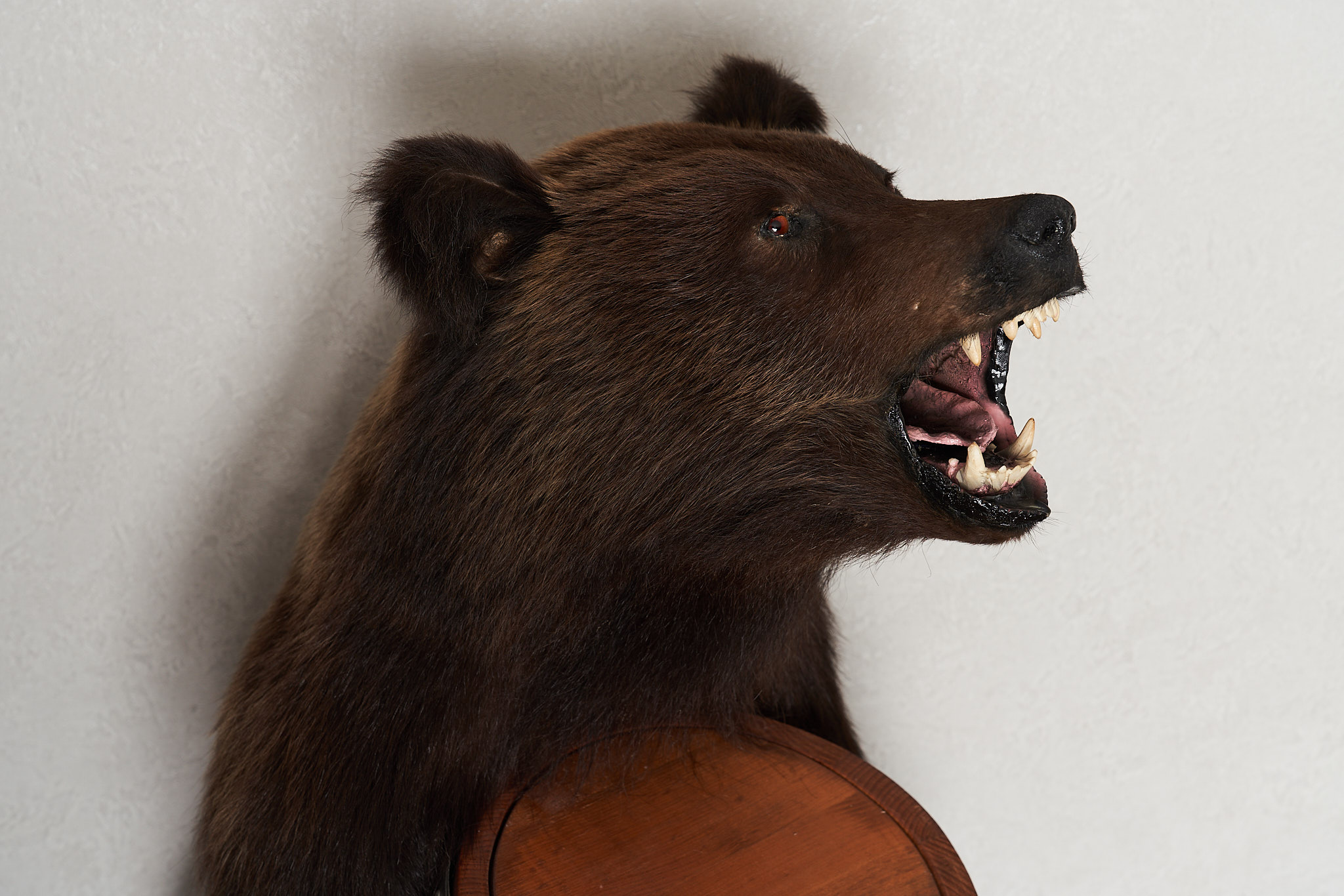 SMALL SIBERIAN BROWN BEAR TAXIDERMY MOUNT - MOUNTED, STUFFED ANIMALS ...