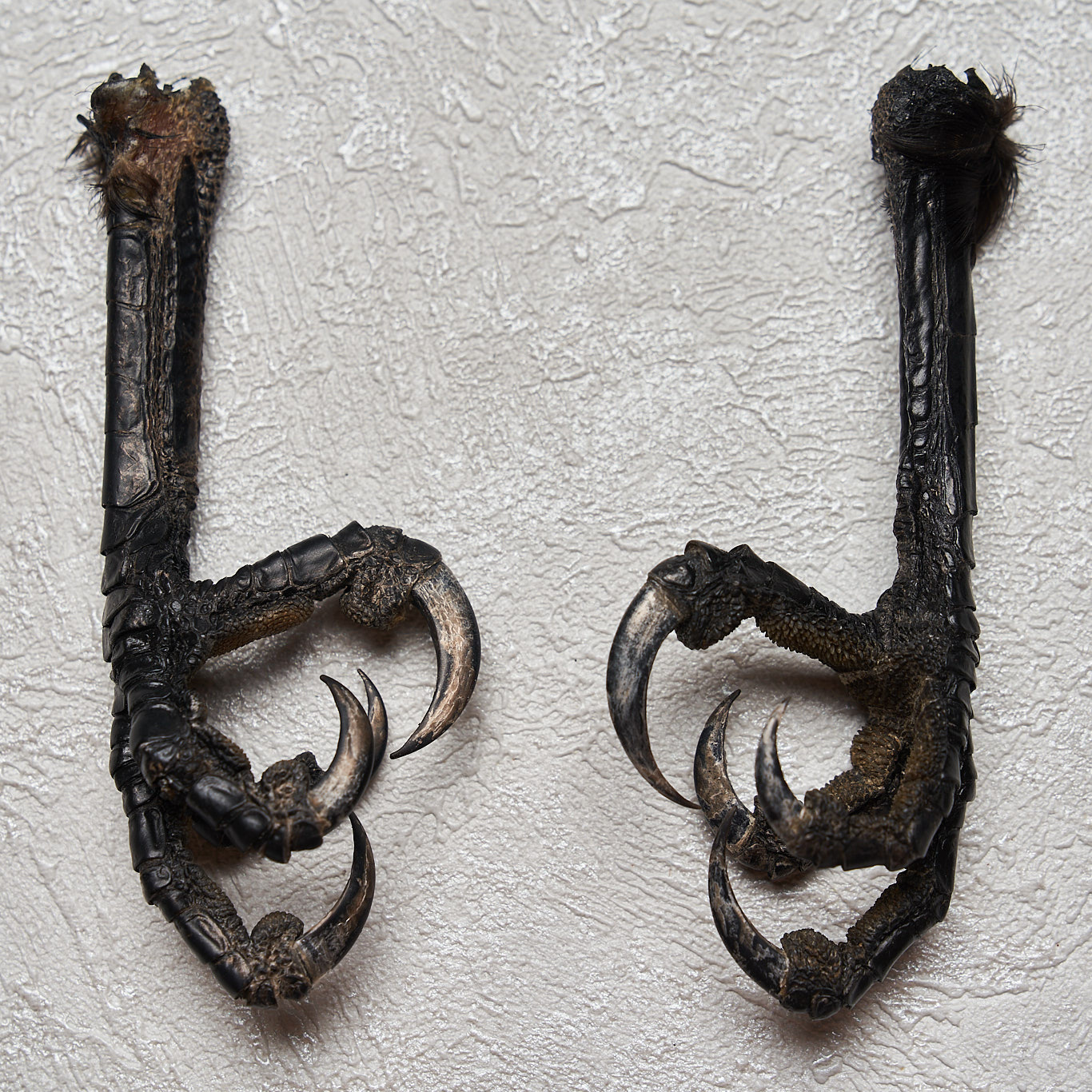 NORTHERN RAVEN TAXIDERMY BIRD FEET PAIR - NOT CROW TAXIDERMY BIRD LEGS ...