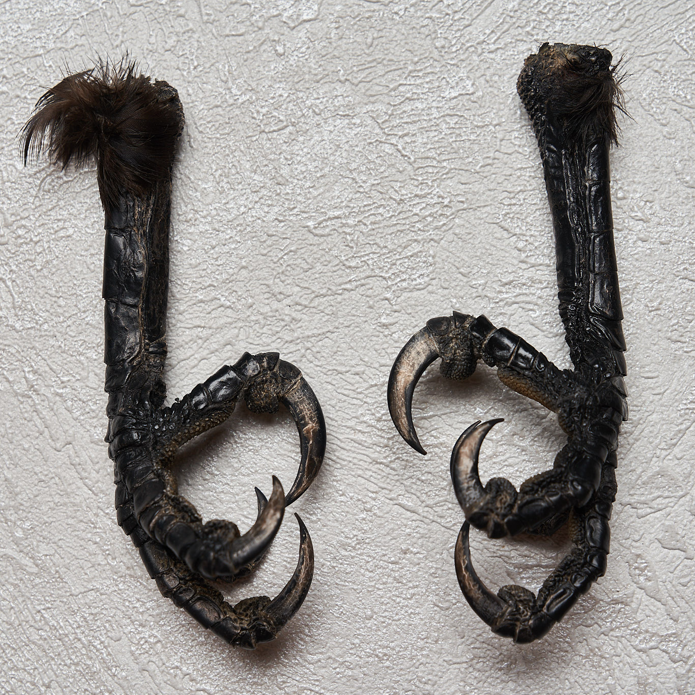 NORTHERN RAVEN TAXIDERMY BIRD FEET PAIR - NOT CROW TAXIDERMY BIRD LEGS ...