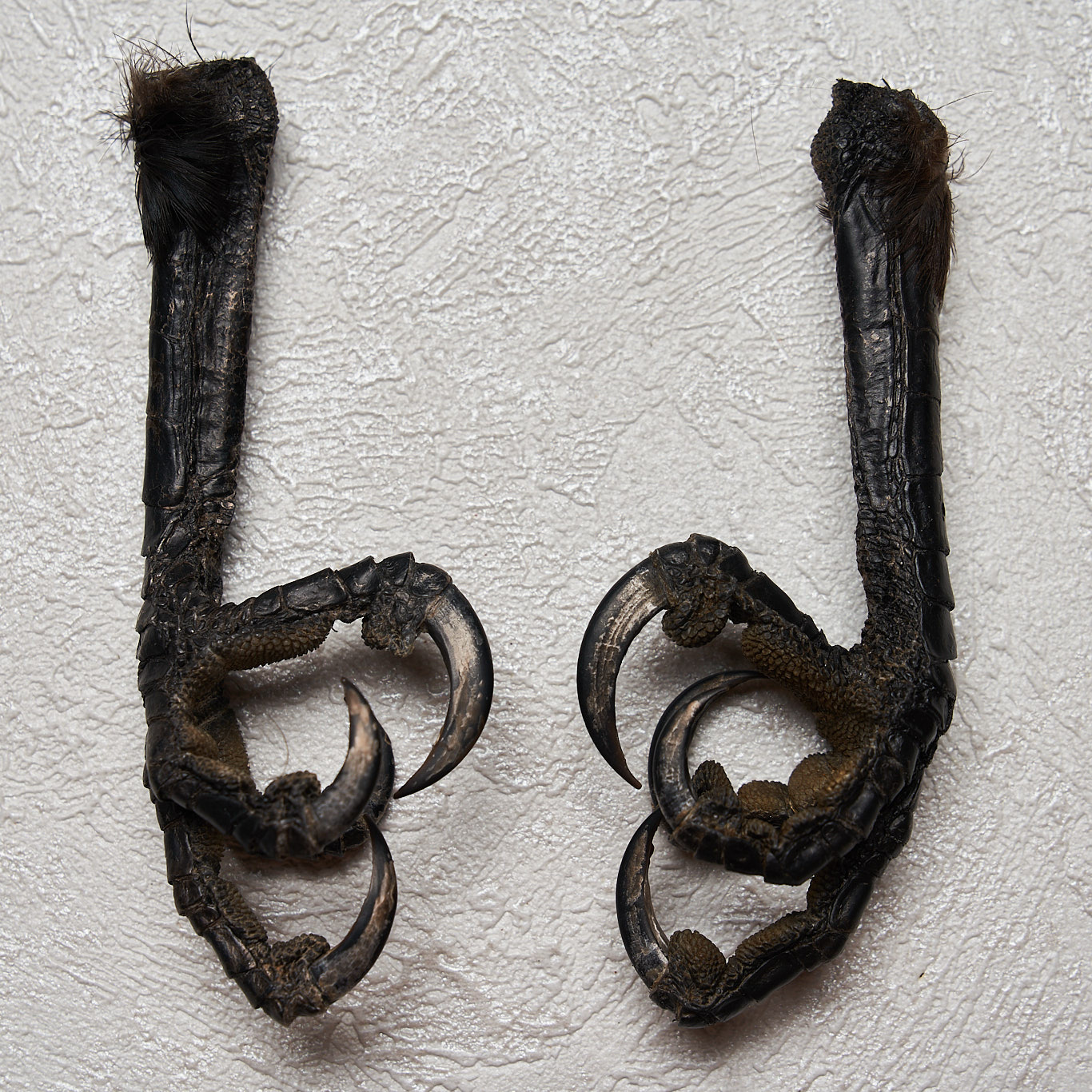 NORTHERN RAVEN TAXIDERMY BIRD FEET PAIR - NOT CROW TAXIDERMY BIRD LEGS ...