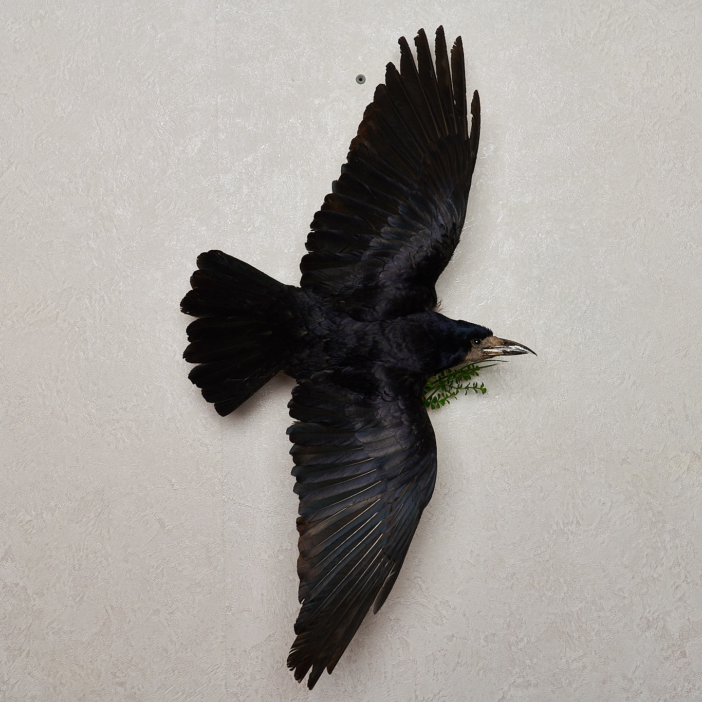 ROOK TAXIDERMY BIRD MOUNT - CROW FAMILY MOUNTED, STUFFED BIRDS FOR SALE ...