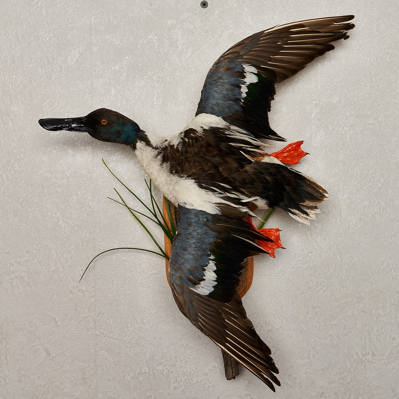NORTHERN SHOVELER DUCK TAXIDERMY BIRD MOUNT - DUCK, WATERFOWL MOUNTED ...