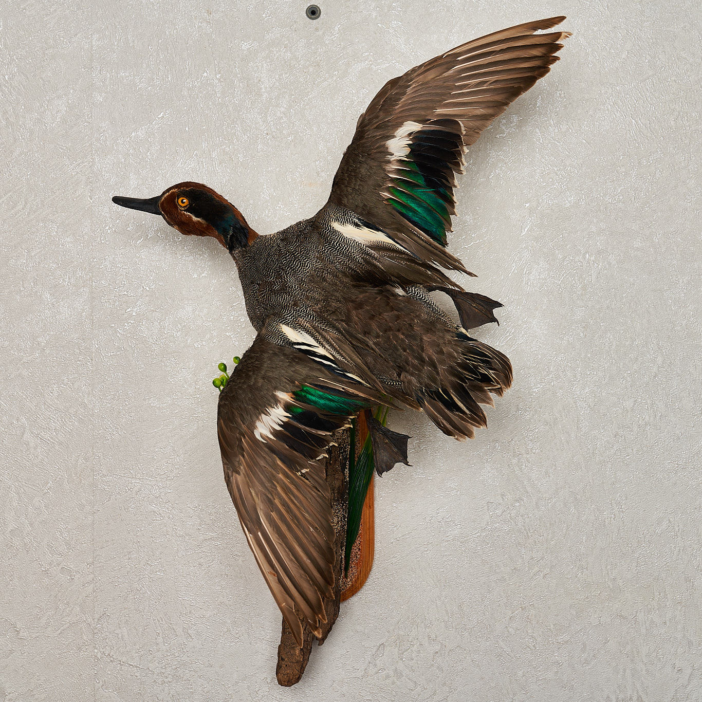 GARGANEY DUCK TAXIDERMY BIRD MOUNT - DUCK, WATERFOWL MOUNTED, STUFFED ...
